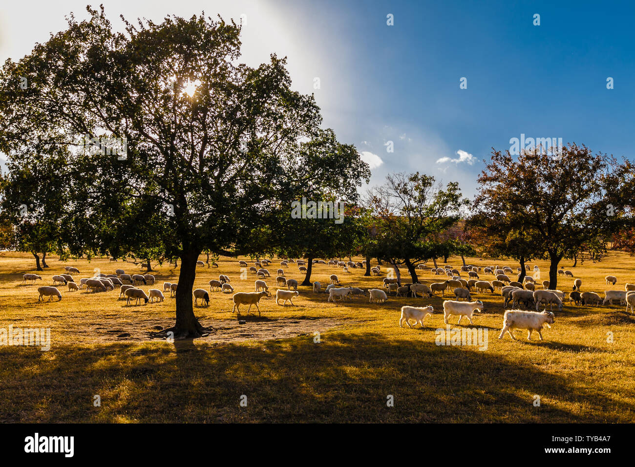 Autumn scenery of maple trees in Xilingol prairie, Inner Mongolia Stock ...