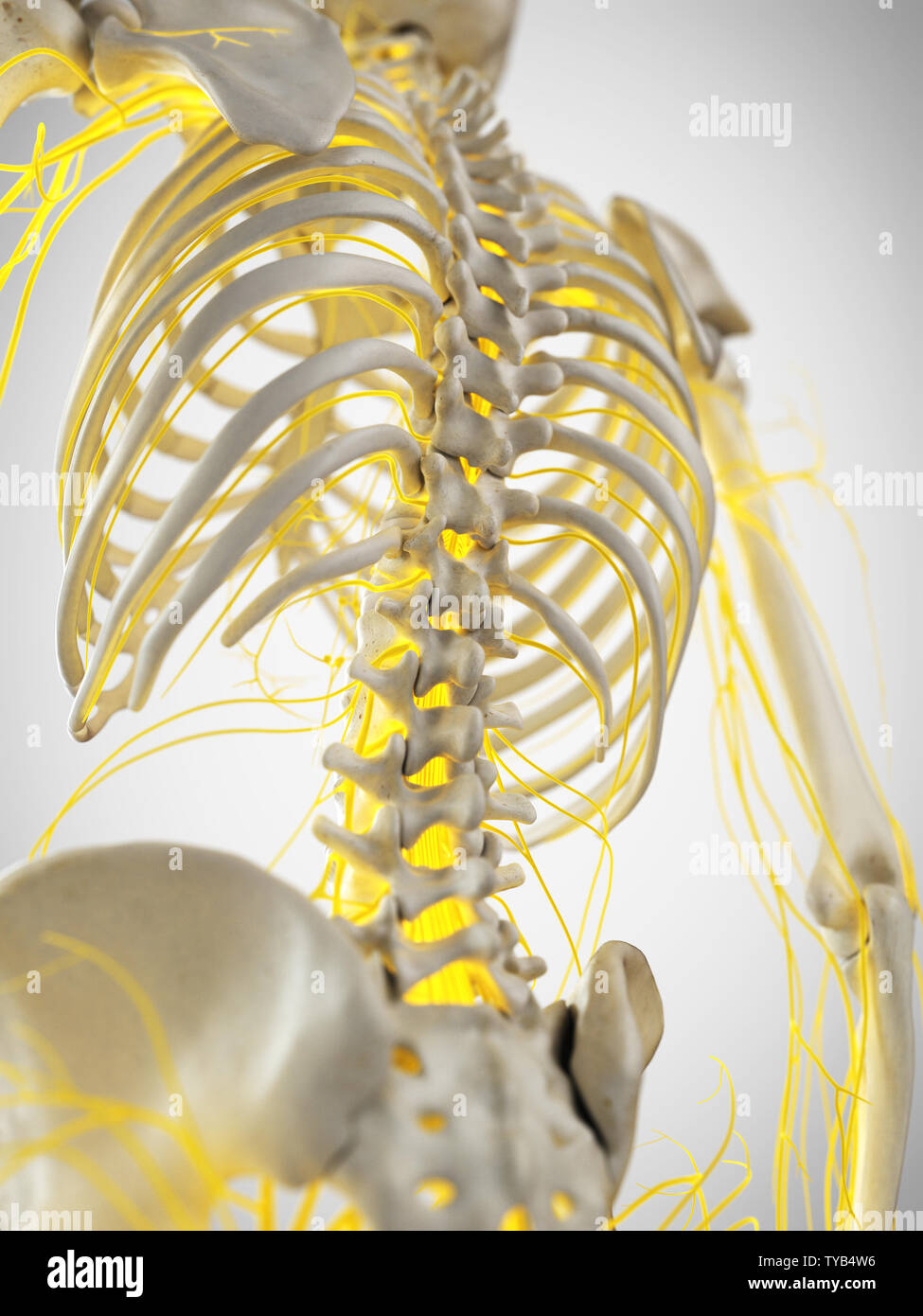 3d rendered medically accurate illustration of the nerves of the back ...