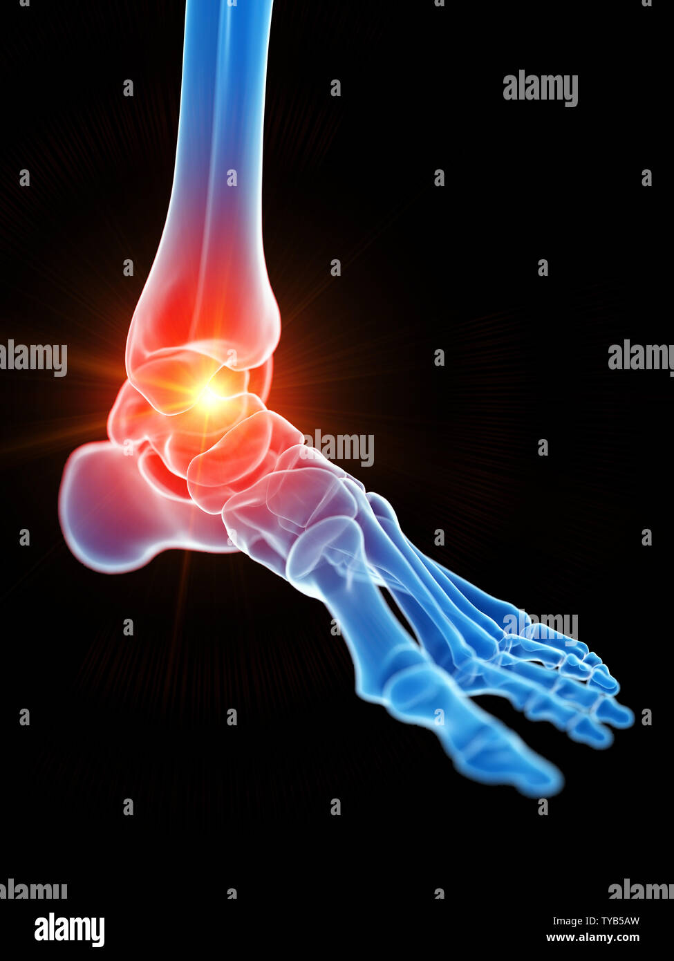 3d rendered medically accurate illustration of the ankle joint showing ...