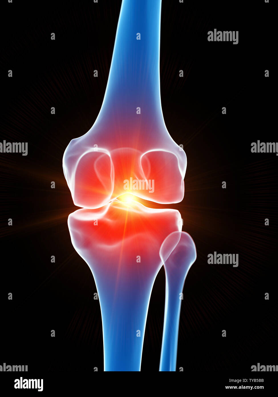 3d rendered medically accurate illustration of the knee joint showing ...