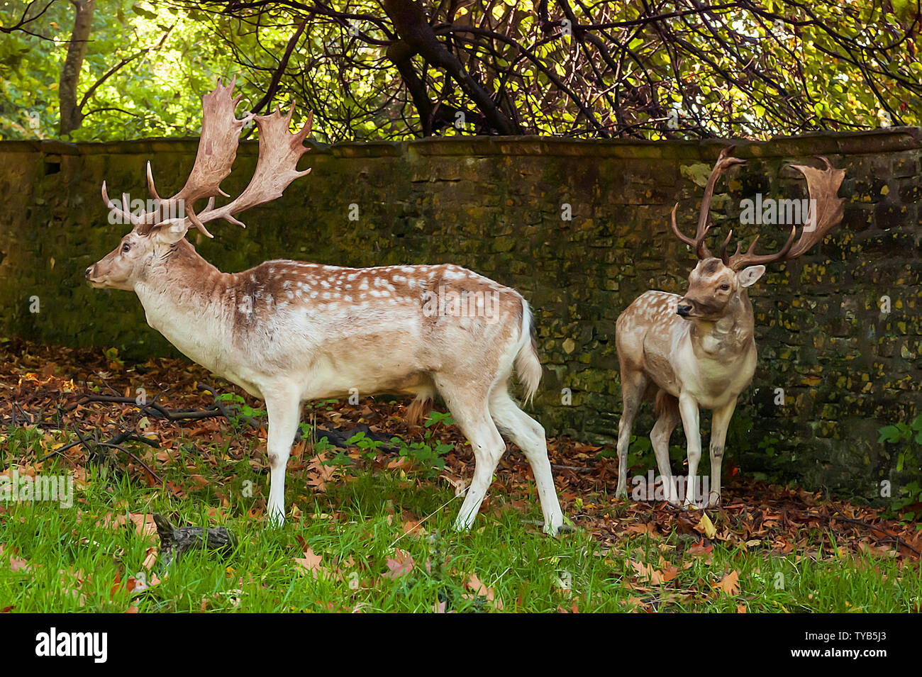 The wild animals - photo has been taken in natural scenery Stock Photo ...