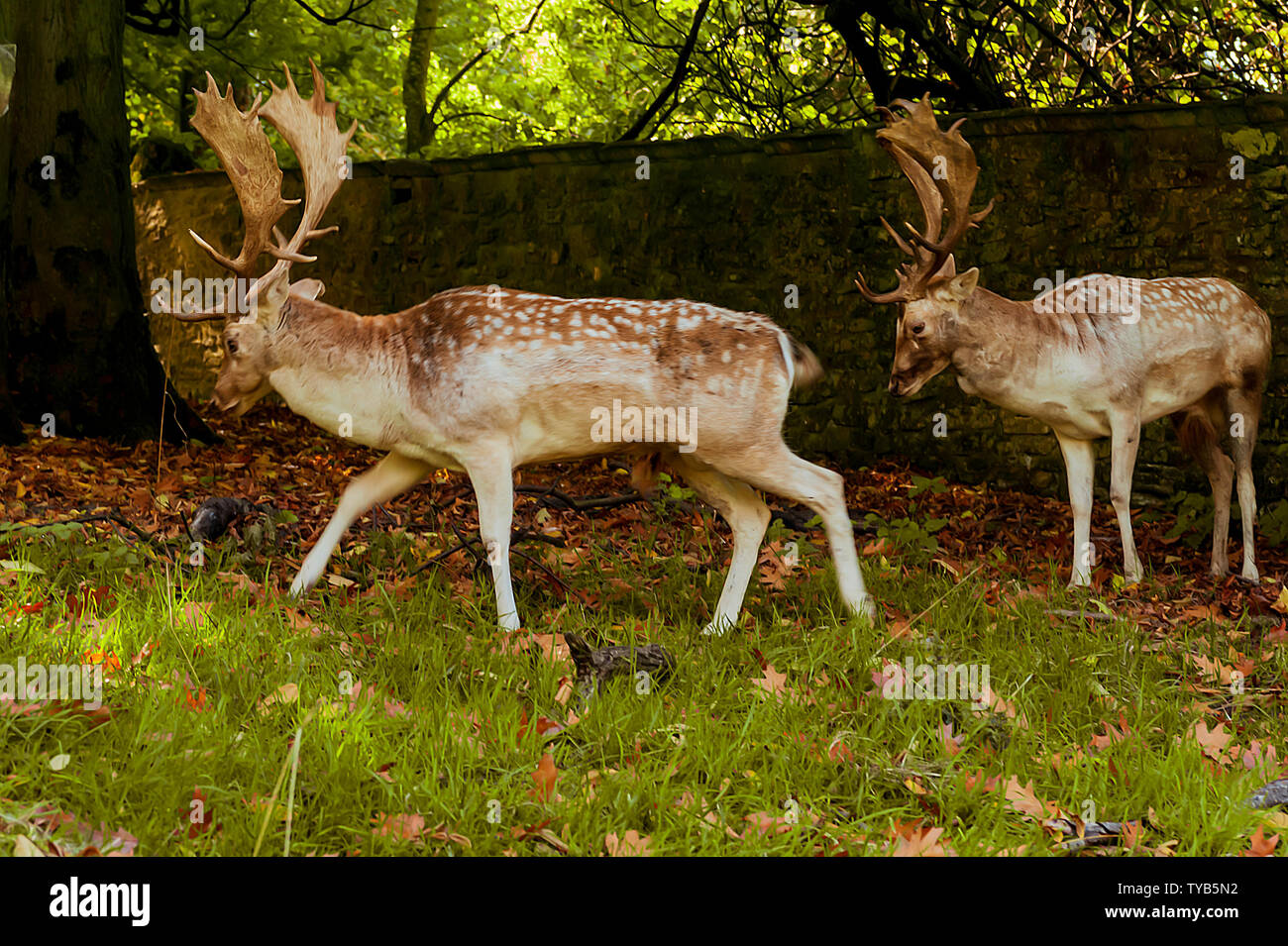 The wild animals - photo has been taken in natural scenery Stock Photo ...