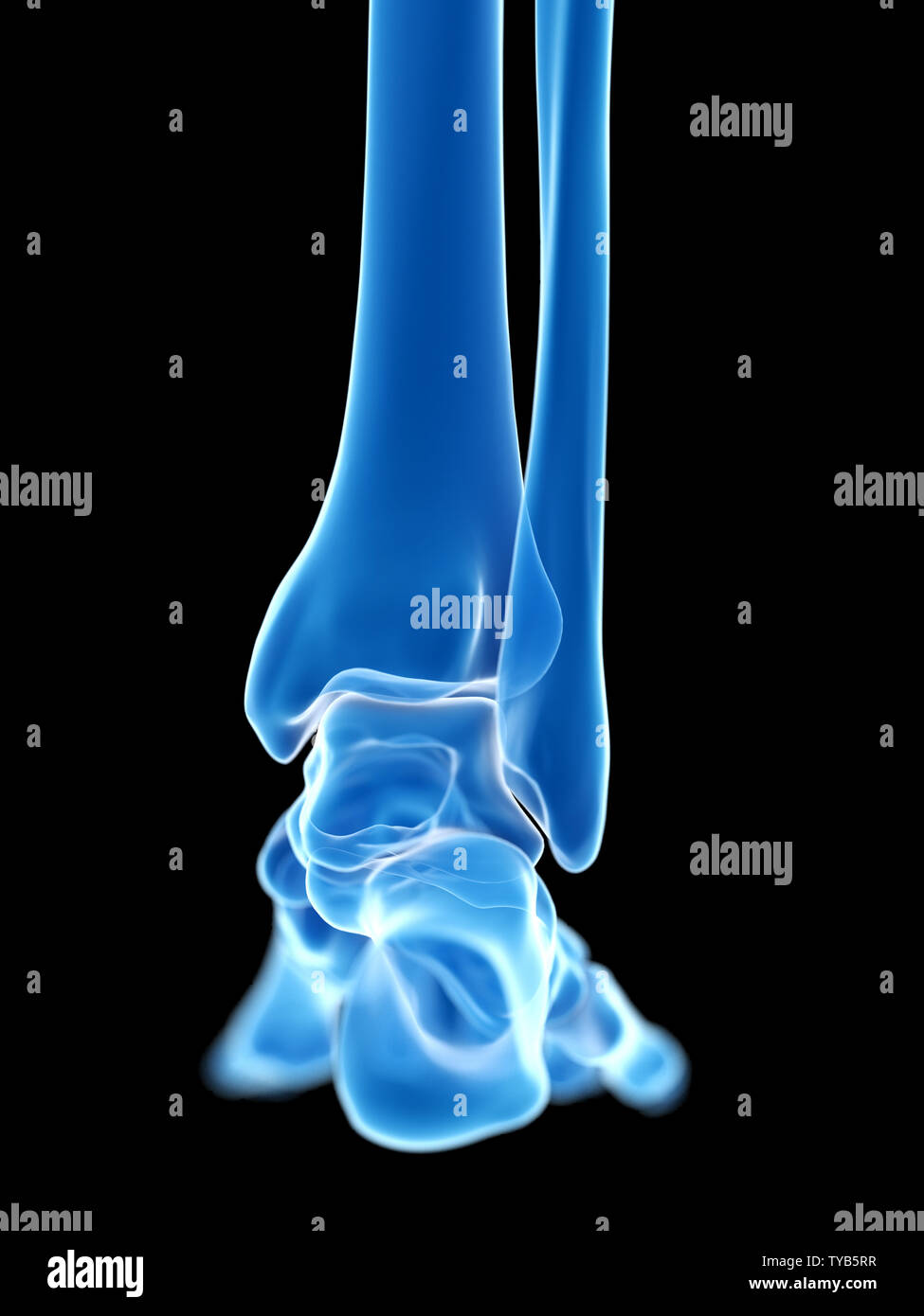 3d rendered medically accurate illustration of the ankle joint Stock ...