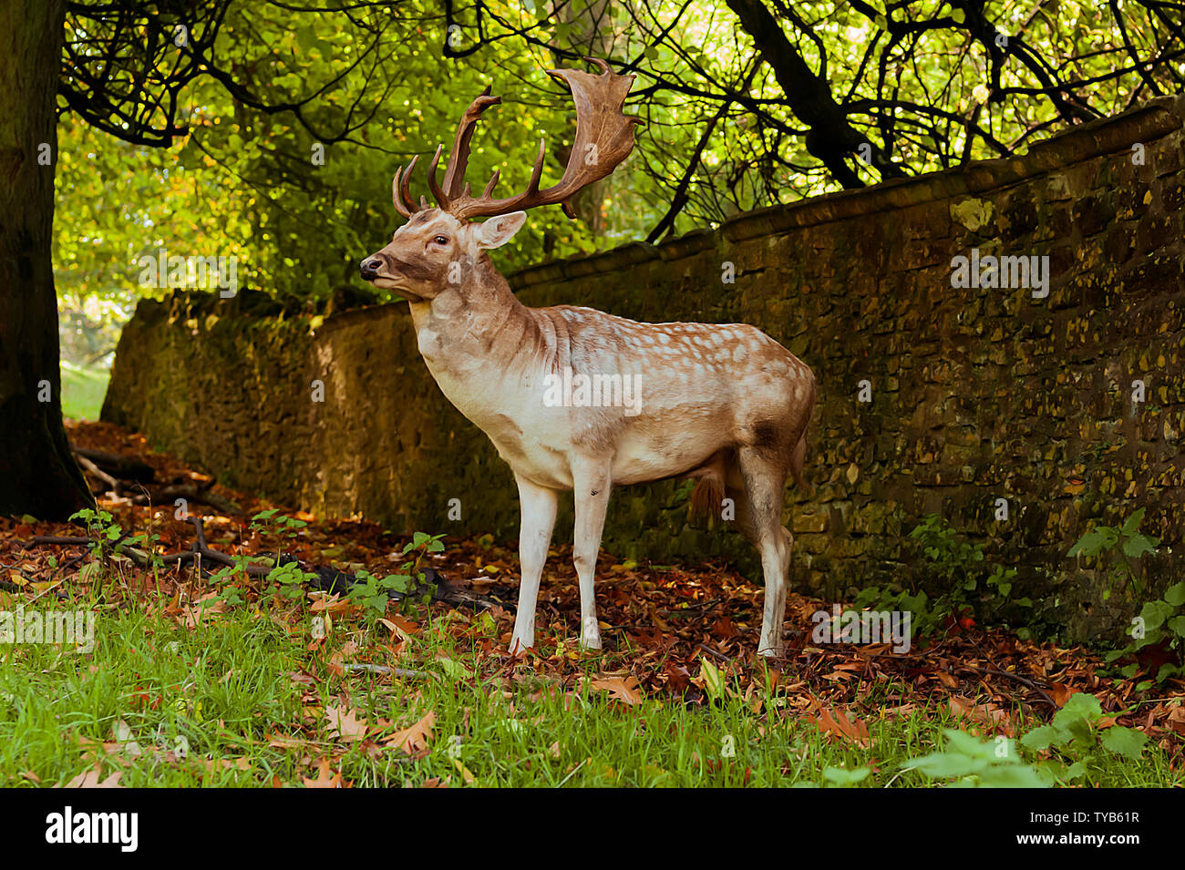The wild animals - photo has been taken in natural scenery Stock Photo ...