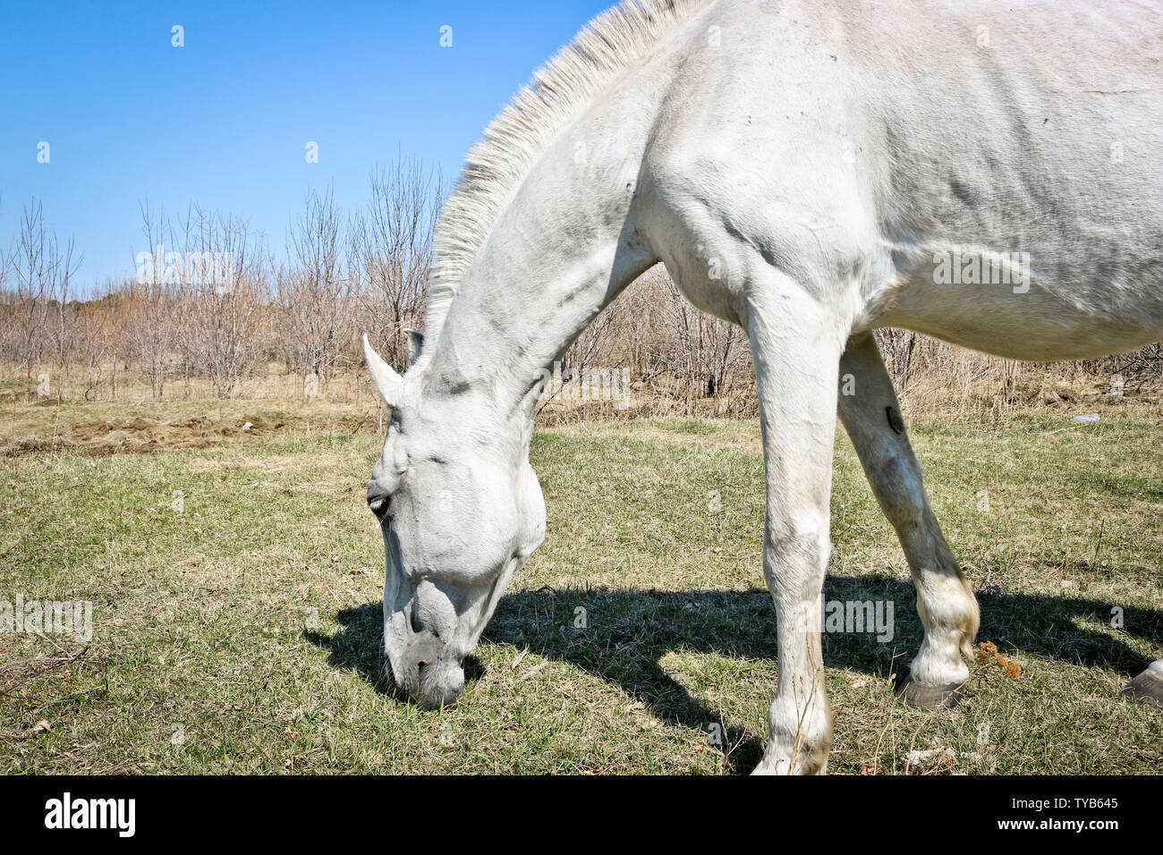 Old Horse Old Nag High Resolution Stock Photography and Images - Alamy