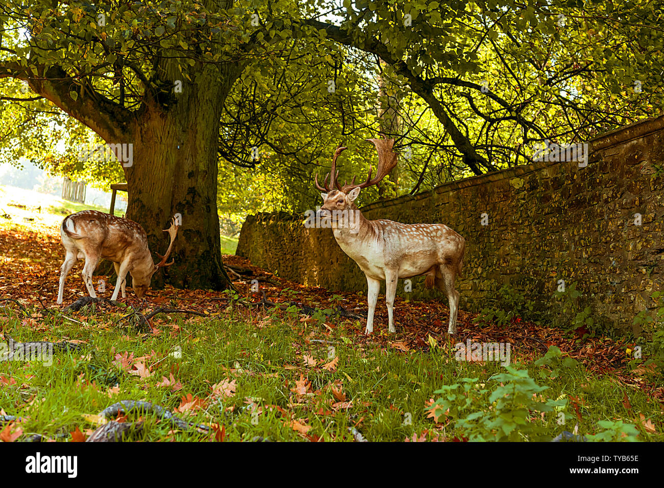 The wild animals - photo has been taken in natural scenery Stock Photo ...