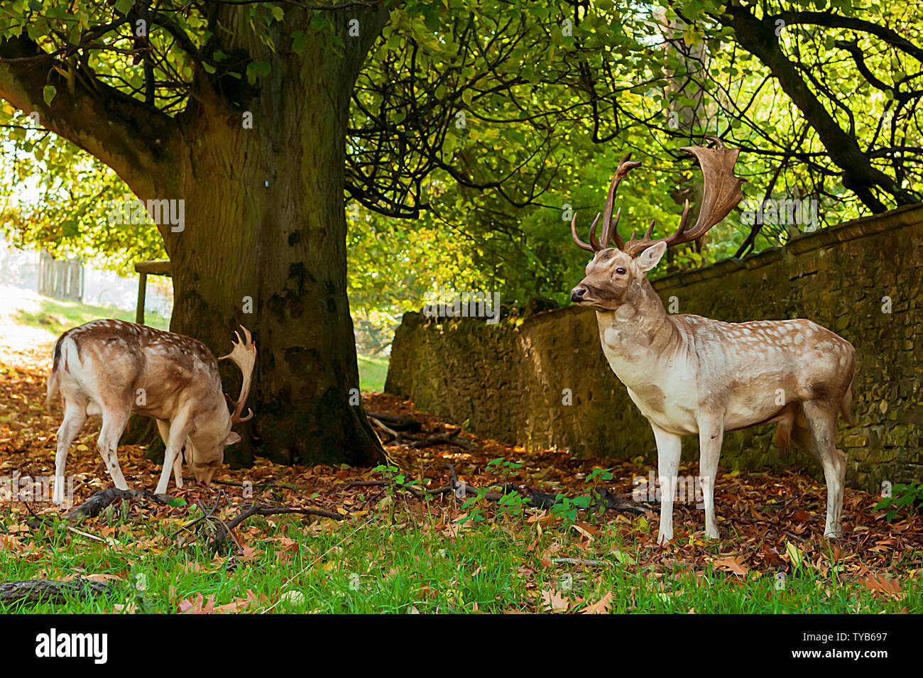 Nature Scenery With Animals The Wild Animals Photo Has Been Taken In