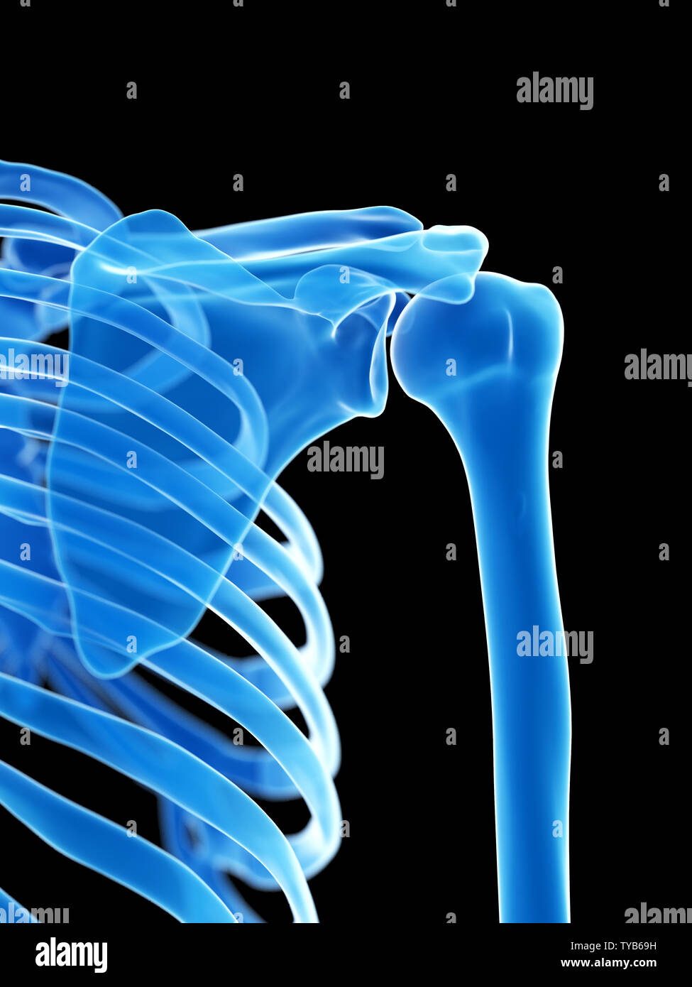 3d rendered medically accurate illustration of the shoulder joint Stock ...