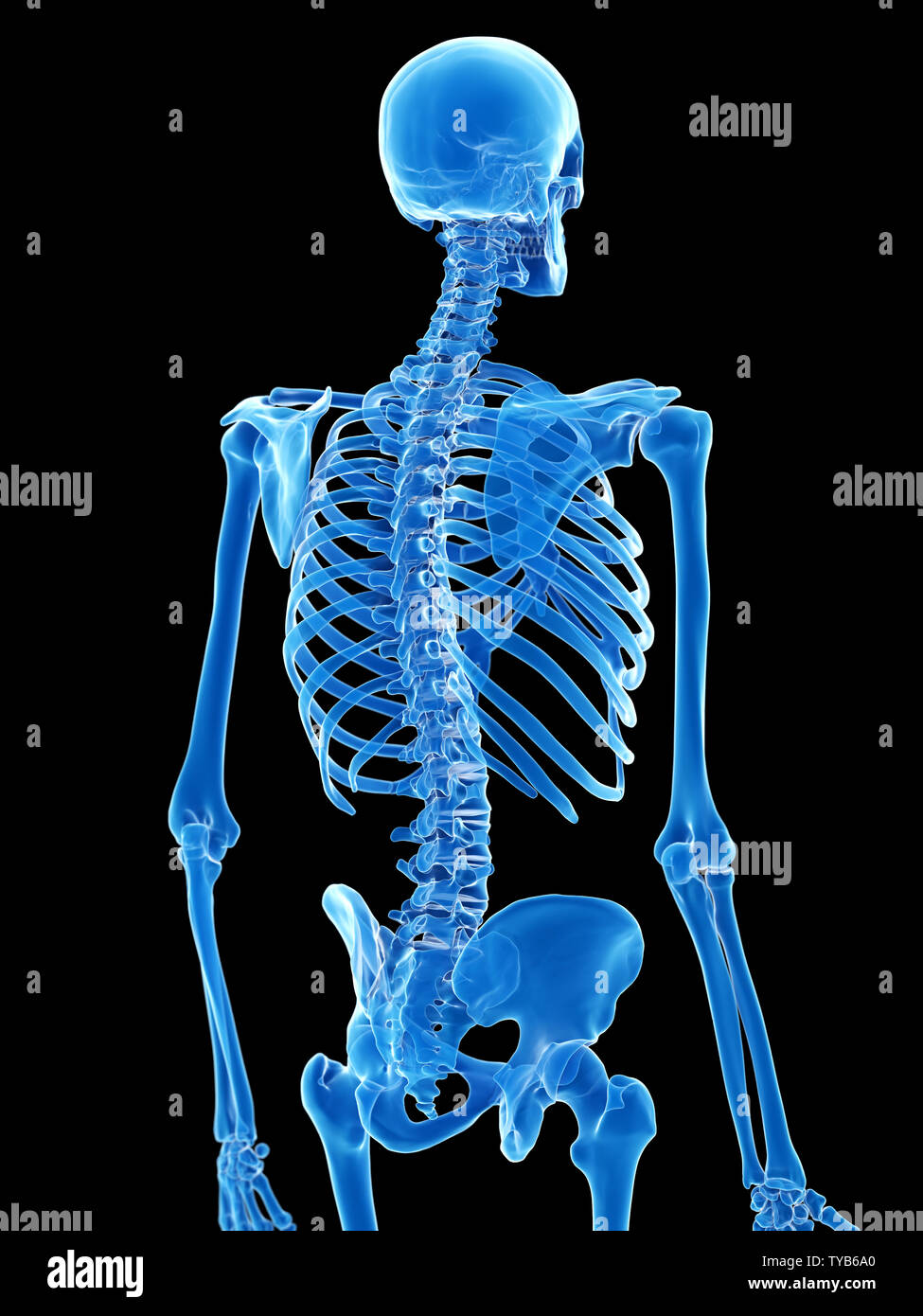 3d rendered medically accurate illustration of the skeletal thorax ...