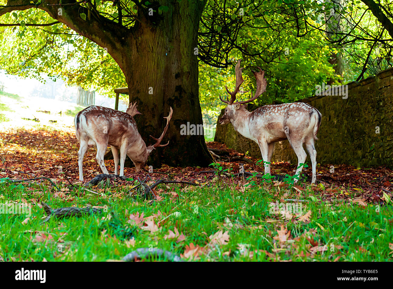 The wild animals - photo has been taken in natural scenery Stock Photo ...