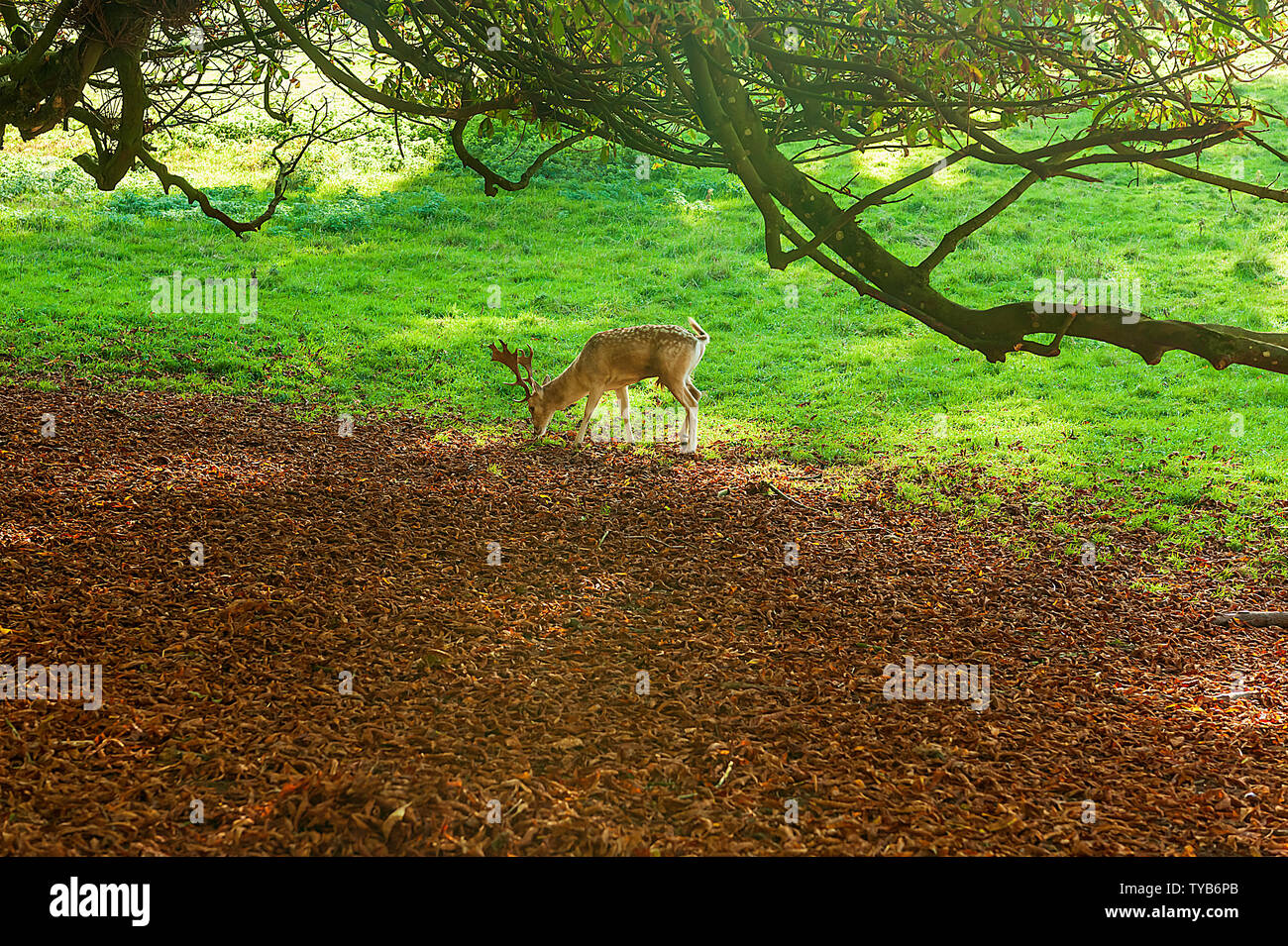 The wild animals - photo has been taken in natural scenery Stock Photo ...