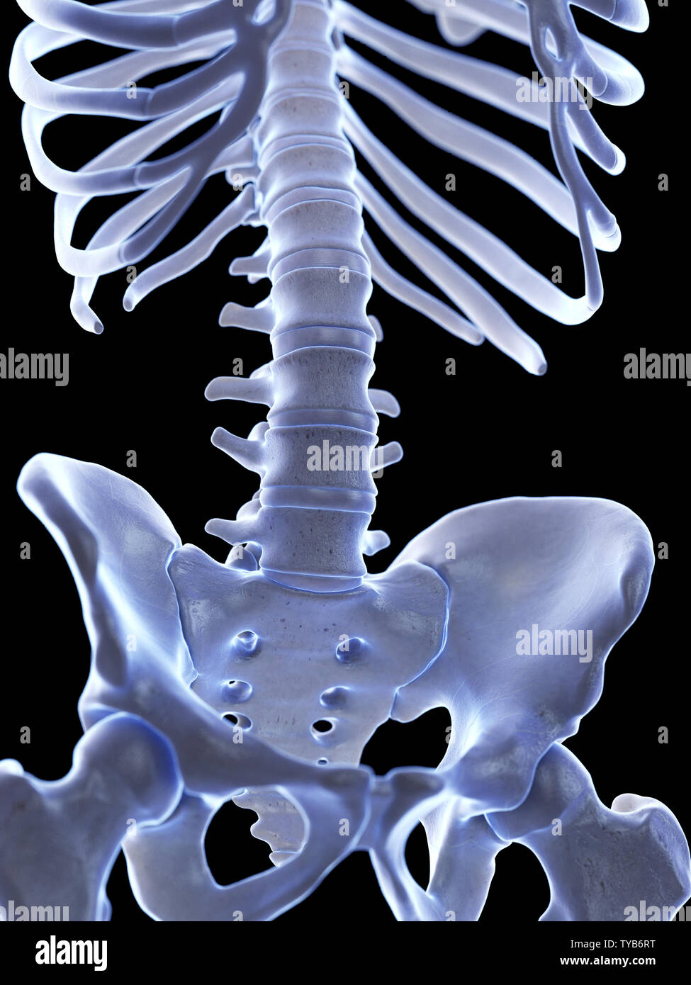 3d rendered medically accurate illustration of the lumbar spine Stock ...