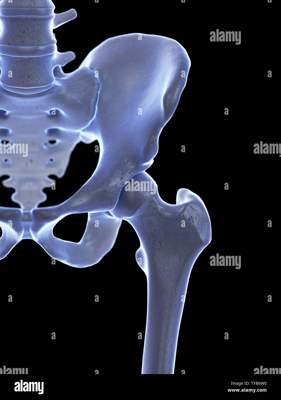 3d rendered medically accurate illustration of the hip joint Stock ...