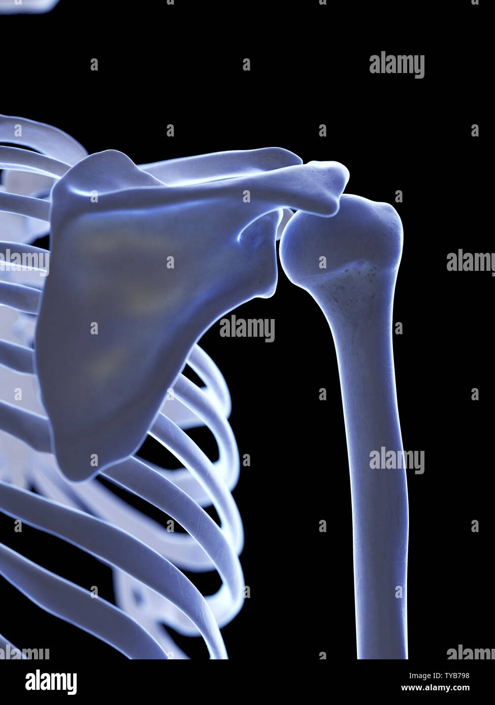 3d rendered medically accurate illustration of the shoulder joint Stock ...