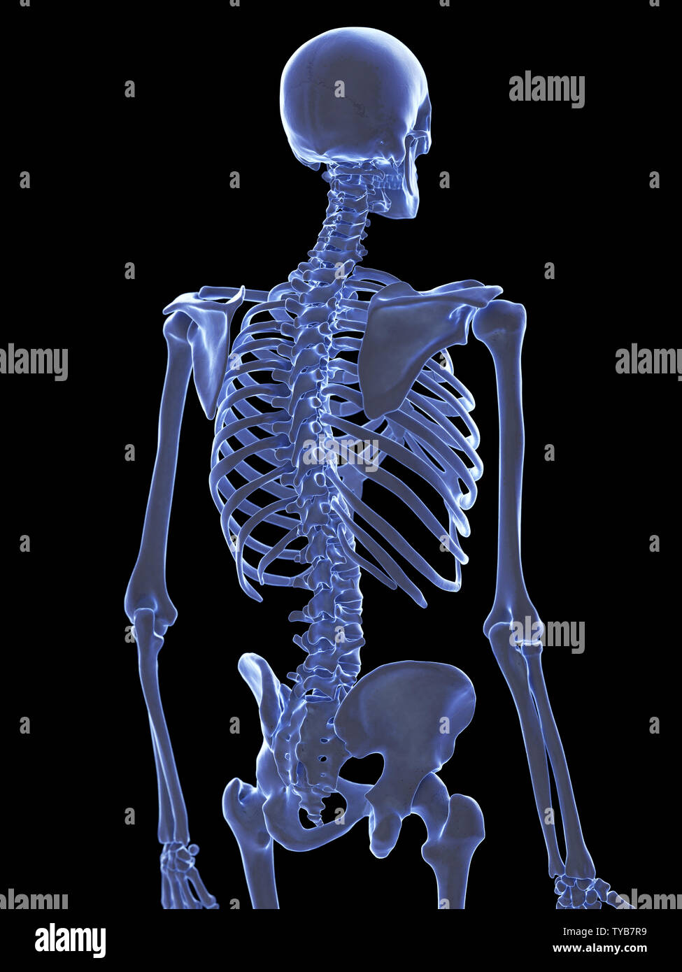 3d rendered medically accurate illustration of the skeletal thorax ...