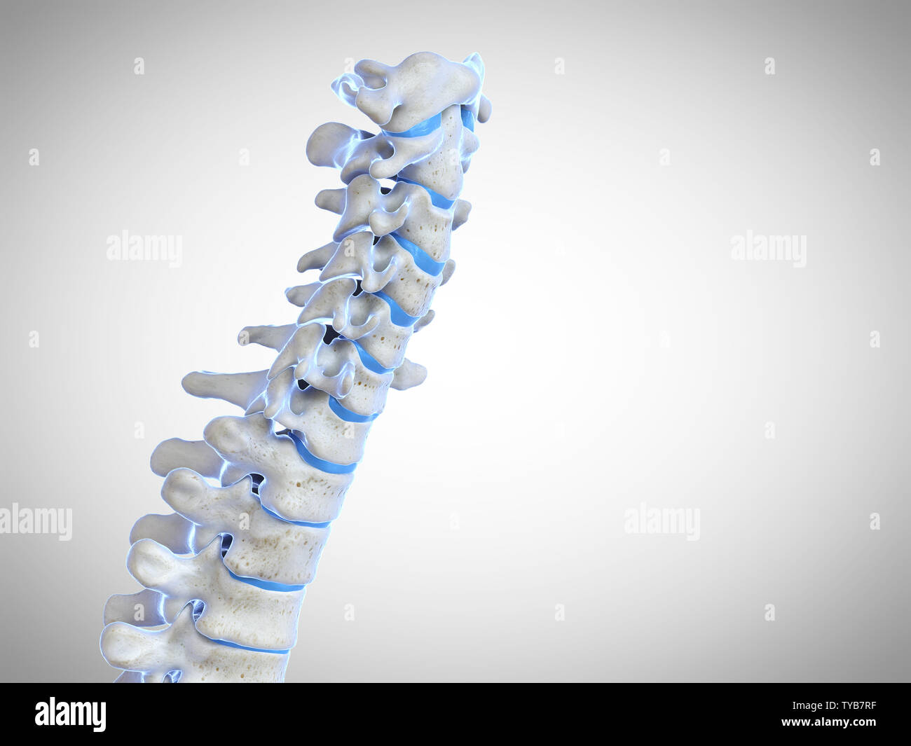 3d rendered medically accurate illustration of the human spine Stock ...