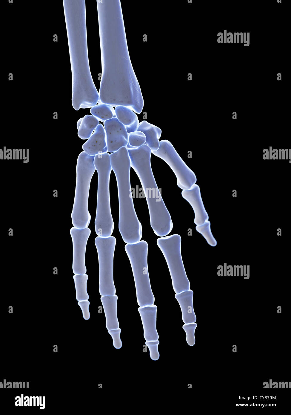 3d rendered medically accurate illustration of the hand bones Stock ...