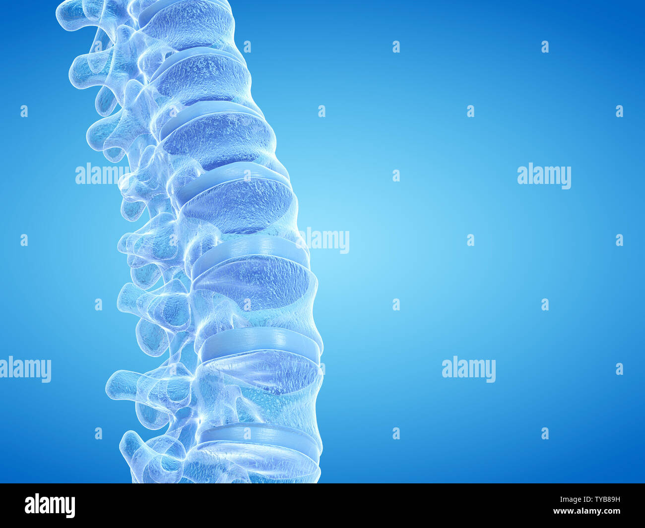 3d rendered medically accurate illustration of the human spine Stock ...