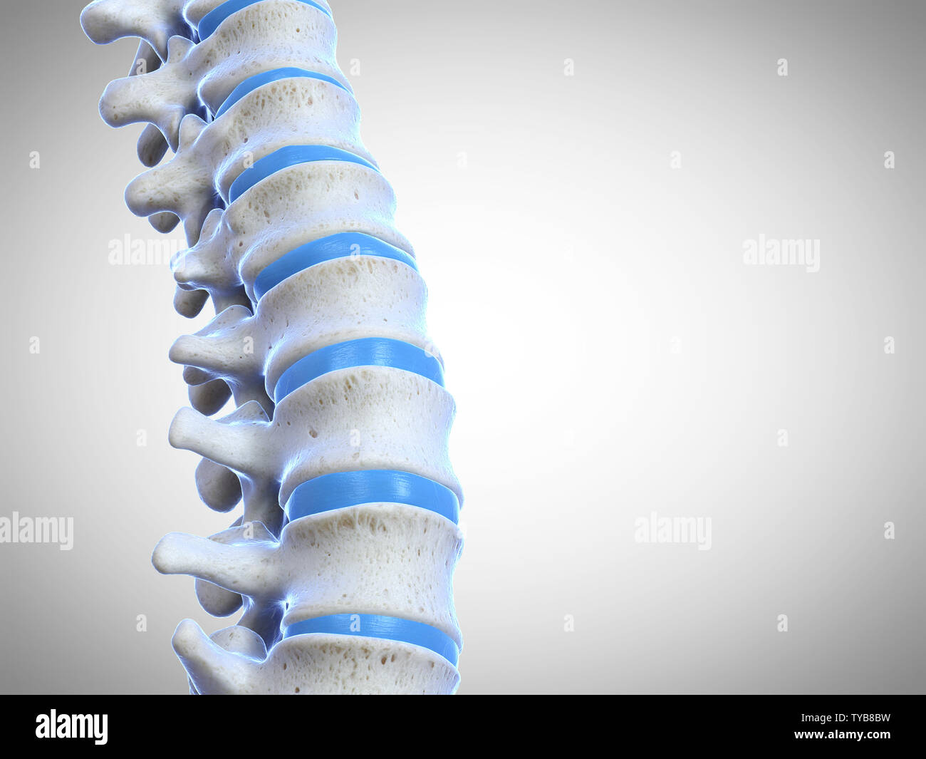 3d rendered medically accurate illustration of the human spine Stock ...