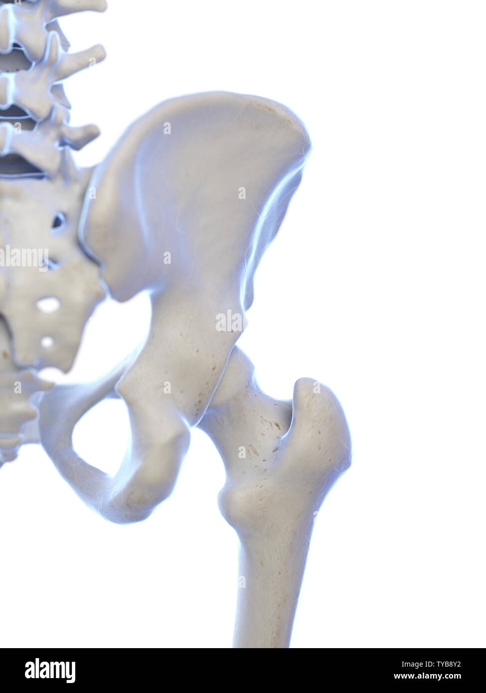3d rendered medically accurate illustration of the hip joint Stock ...