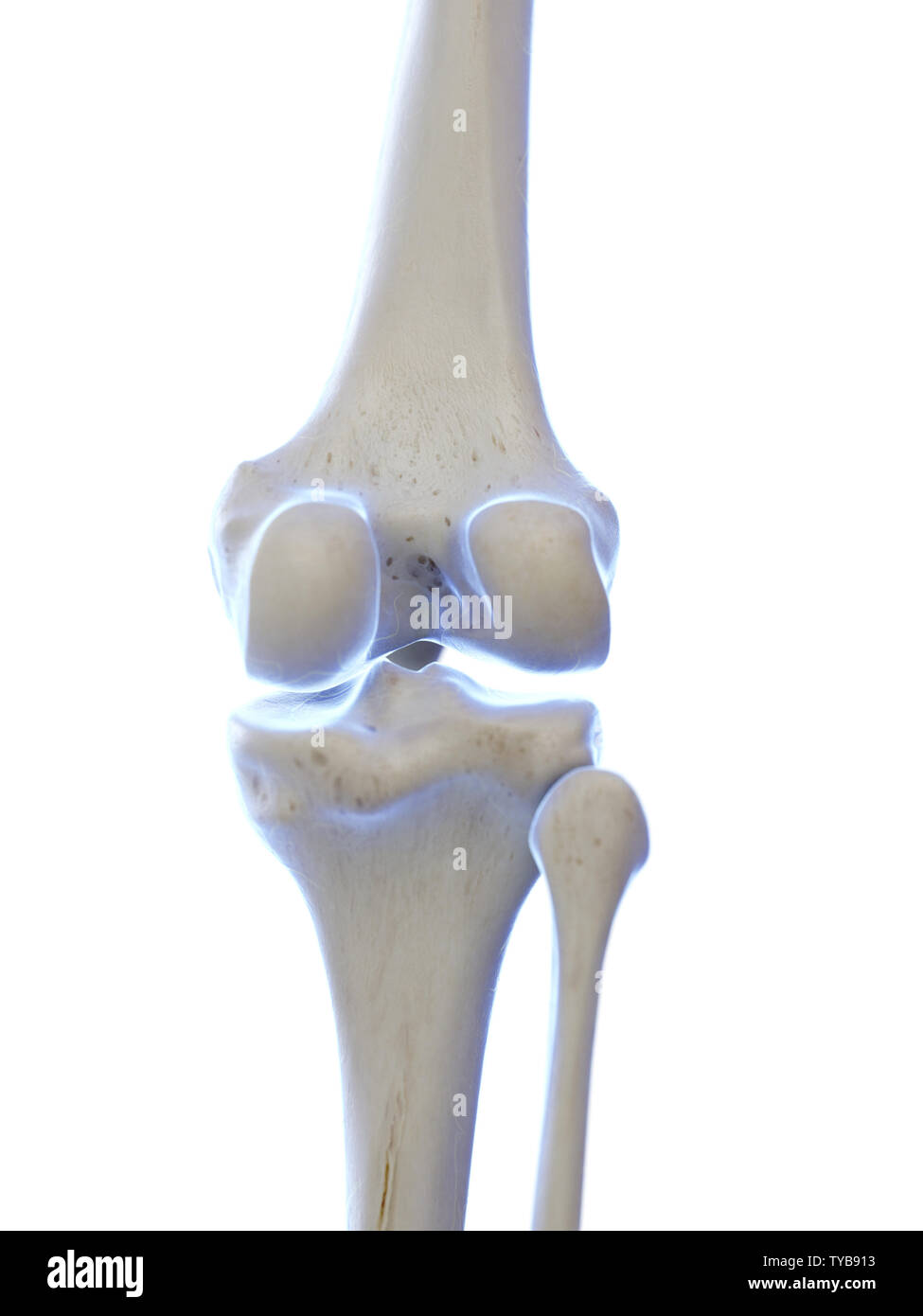 3d rendered medically accurate illustration of the knee joint Stock ...
