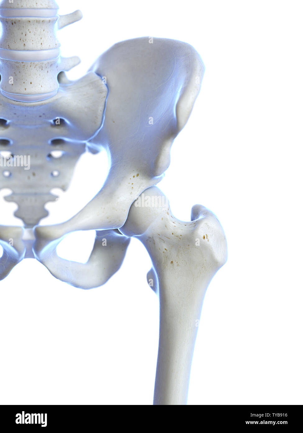 3d rendered medically accurate illustration of the hip joint Stock ...