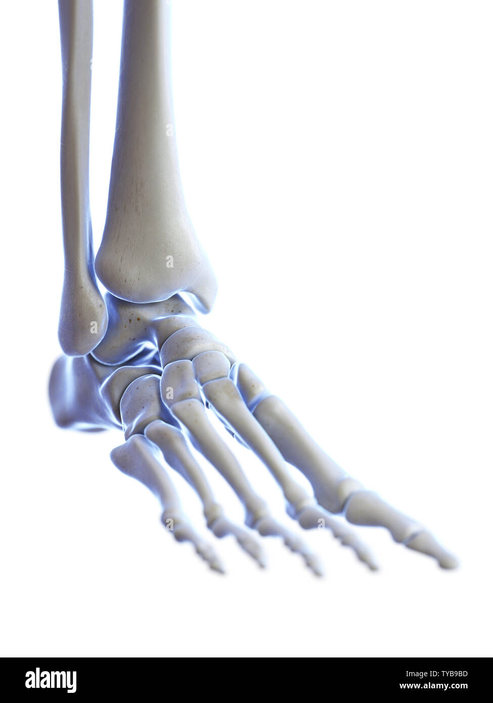 3d rendered medically accurate illustration of the ankle joint Stock ...