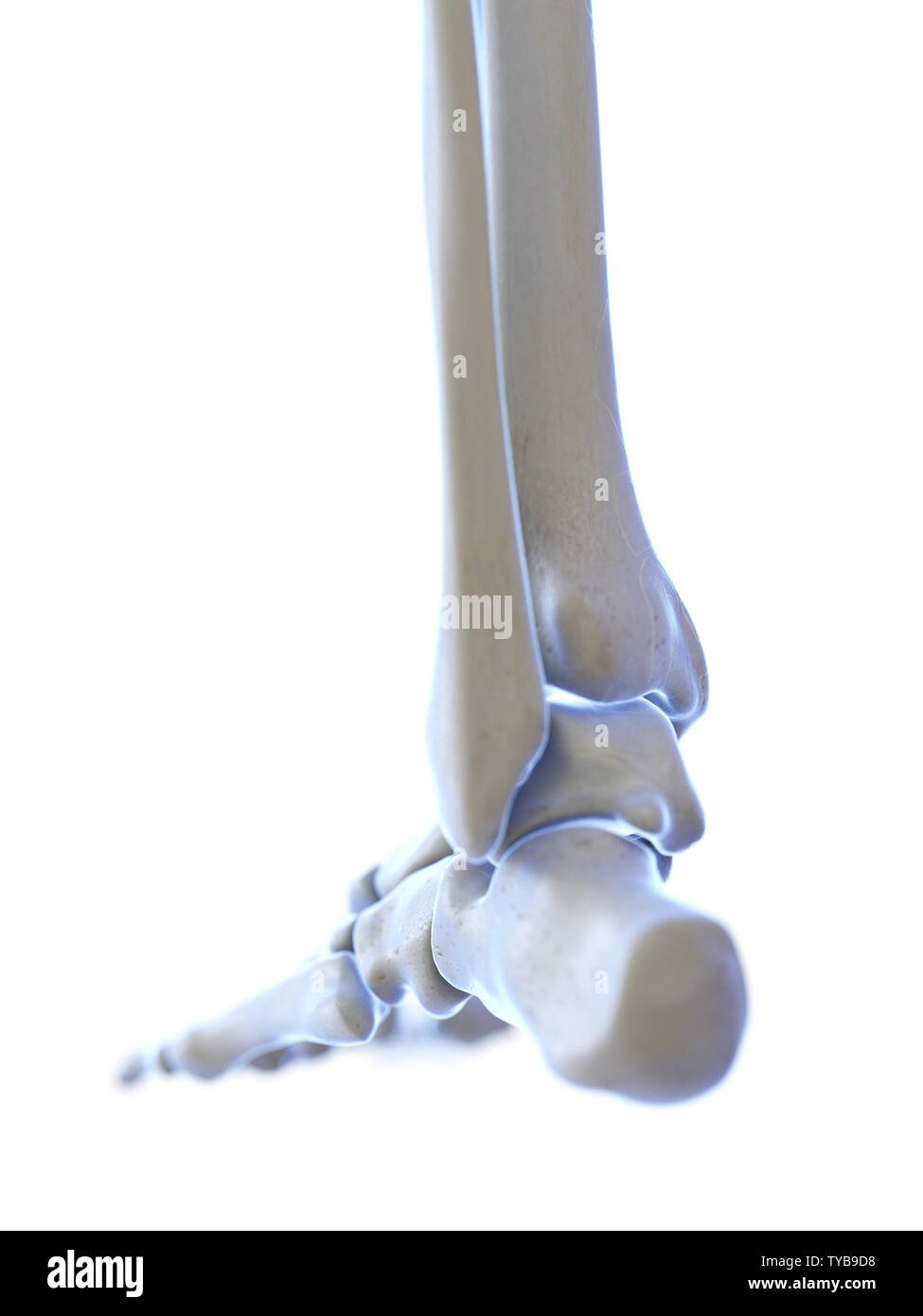 3d rendered medically accurate illustration of the ankle joint Stock ...