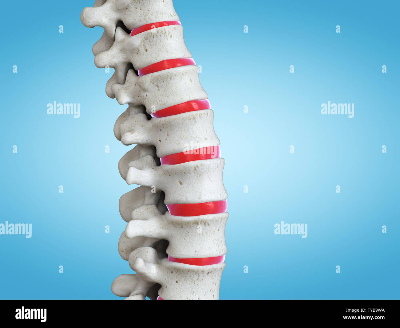 3d rendered medically accurate illustration of the human spine Stock ...
