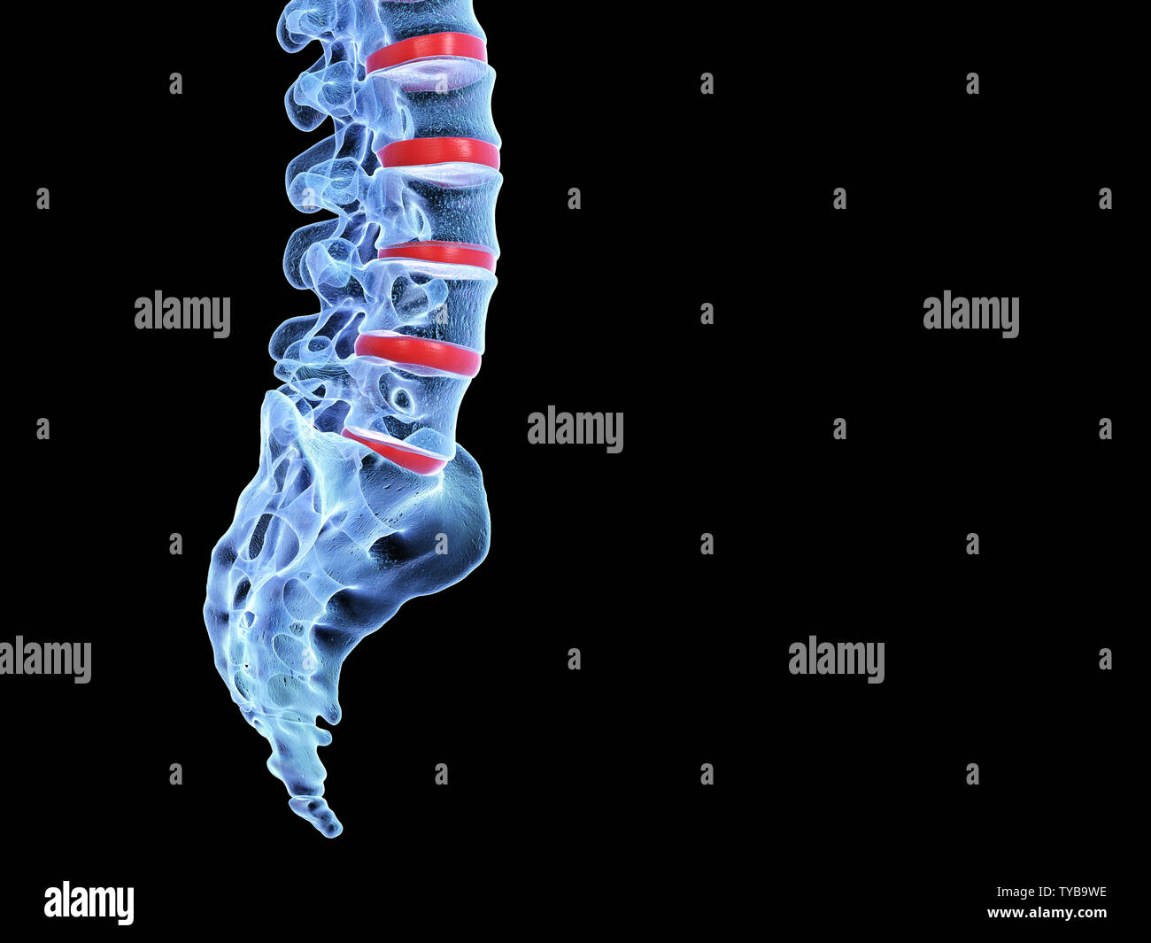 3d rendered medically accurate illustration of the human spine Stock ...