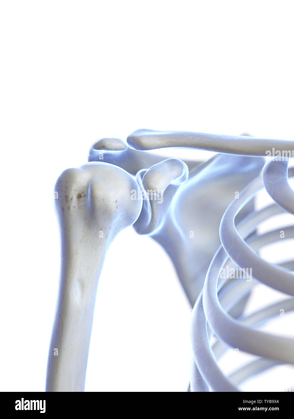 3d rendered medically accurate illustration of the shoulder joint Stock ...