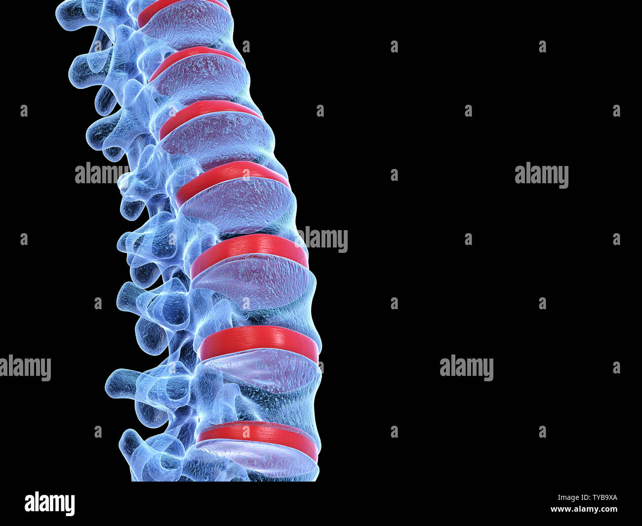 3d rendered medically accurate illustration of the human spine Stock ...