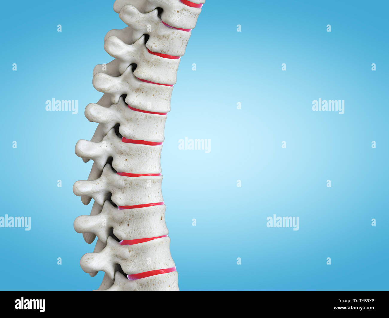 3d rendered medically accurate illustration of the human spine Stock ...