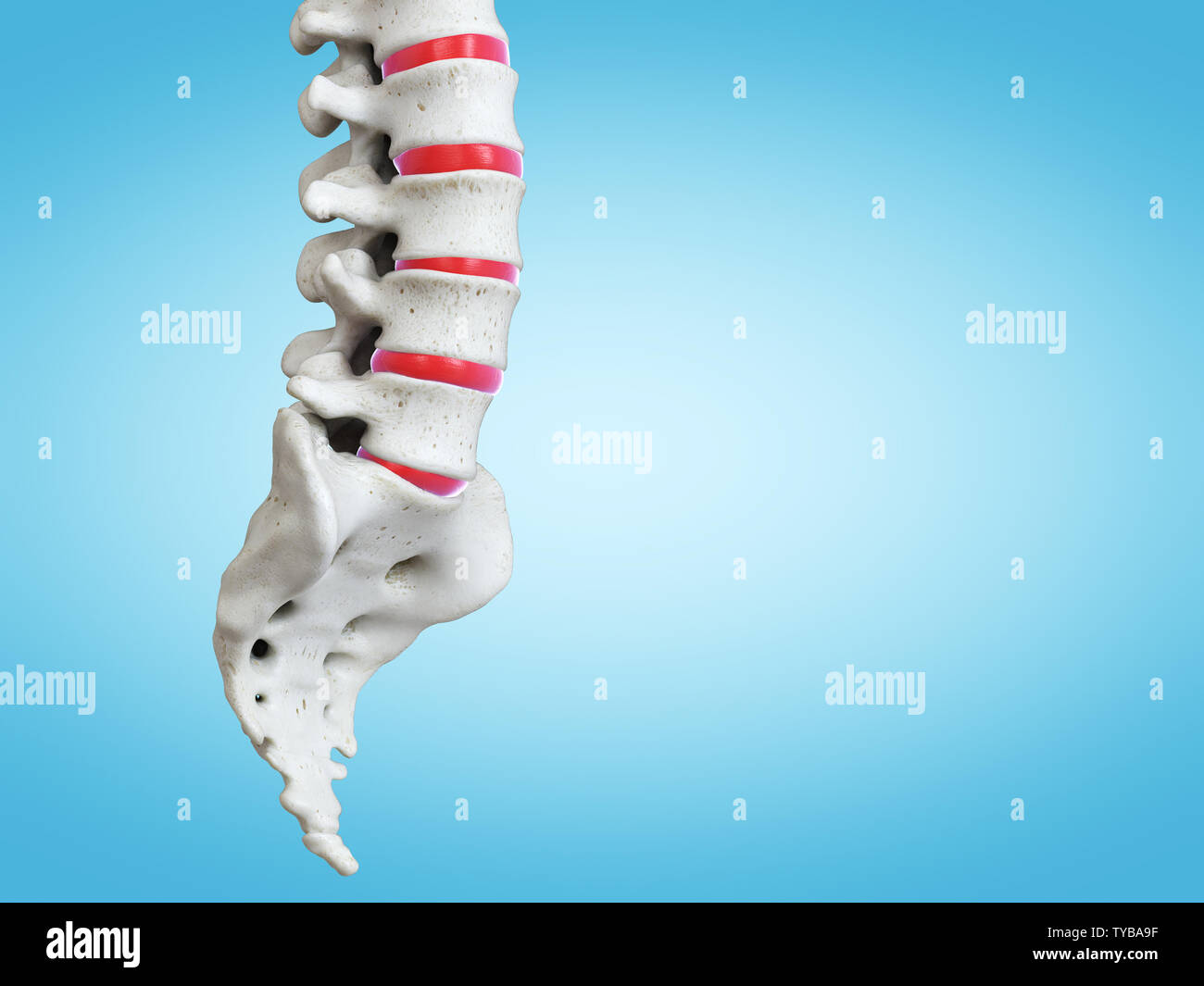 3d rendered medically accurate illustration of the human spine Stock ...