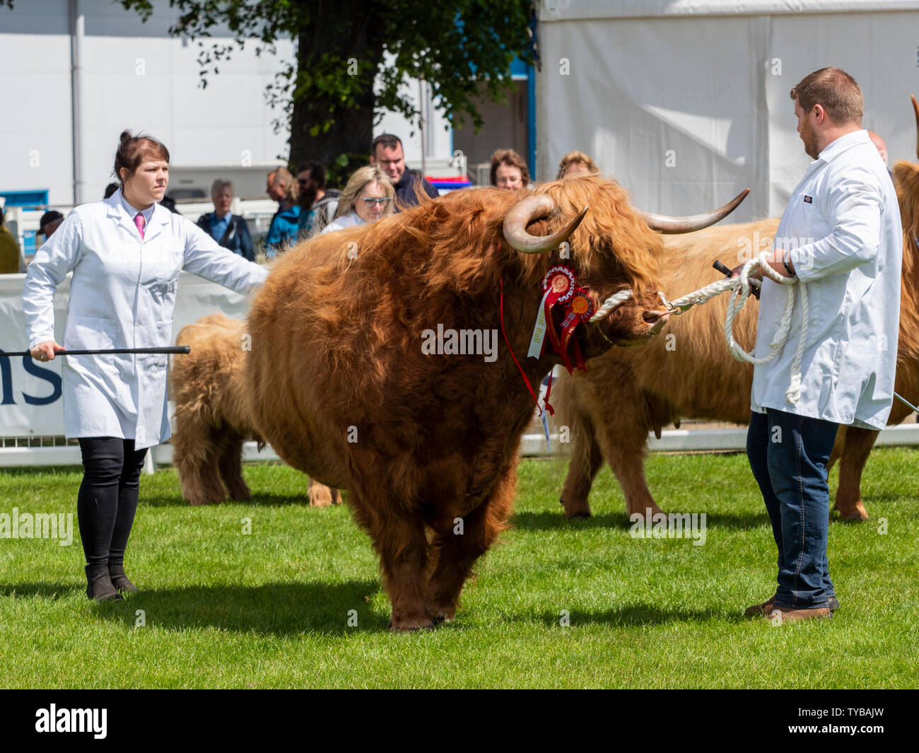 Highland Cattle at Show Stock Photo - Alamy