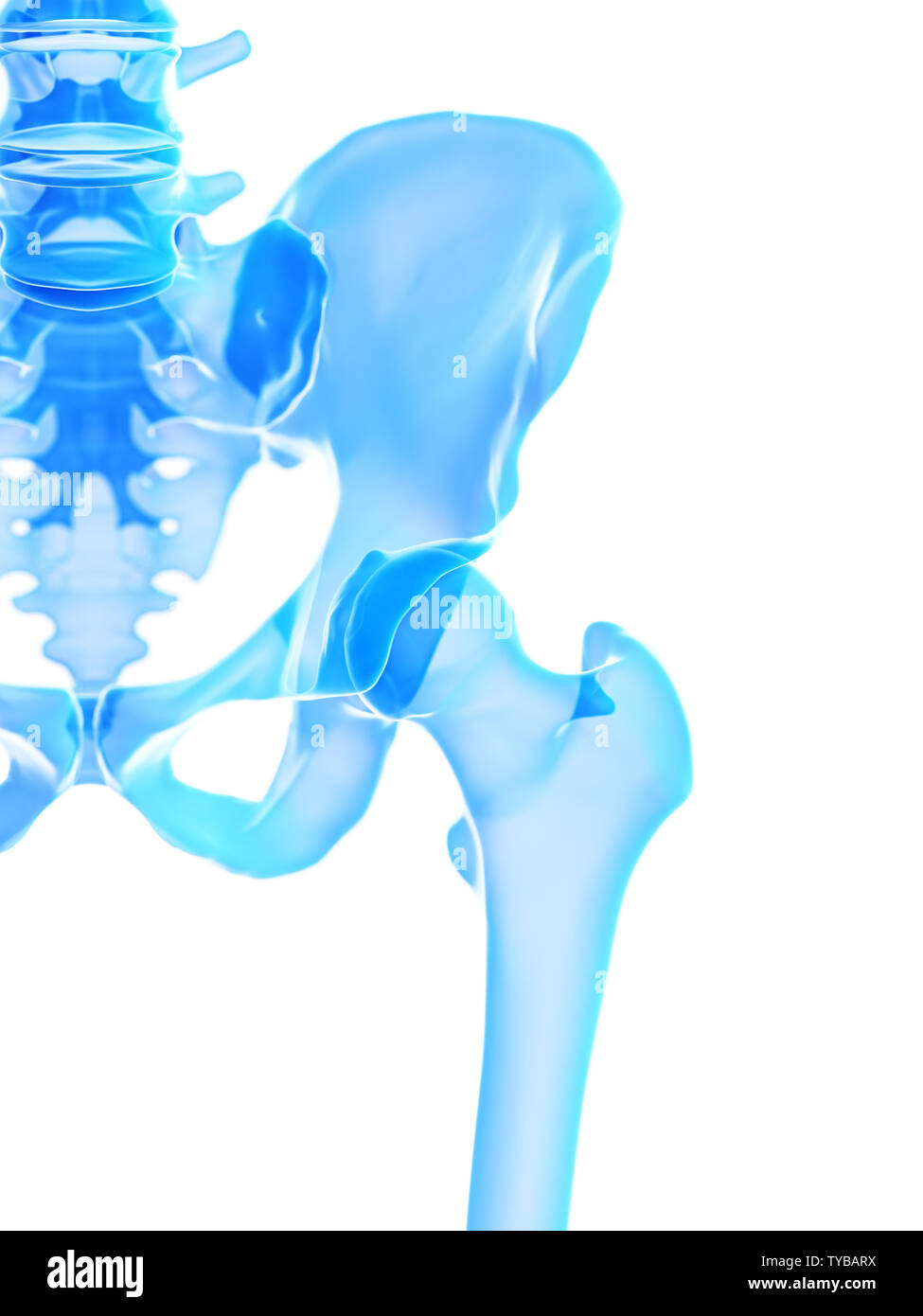 Pelvic joint Cut Out Stock Images & Pictures - Alamy