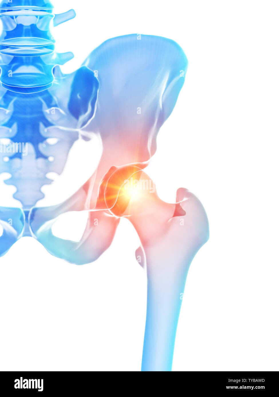 3d rendered medically accurate illustration of the hip joint showing ...