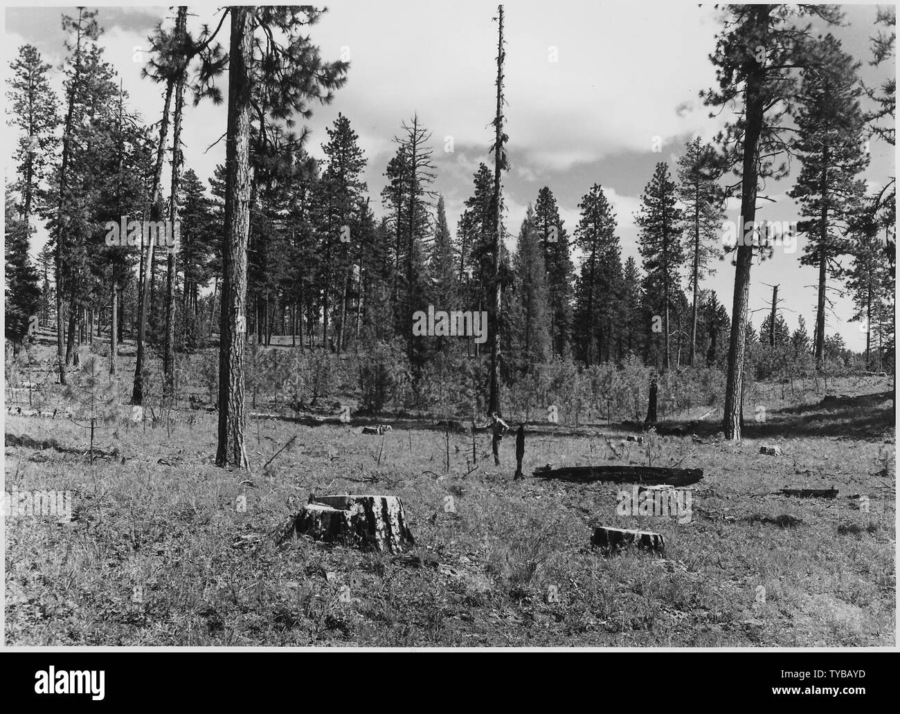 Logging in oregon Black and White Stock Photos & Images - Alamy