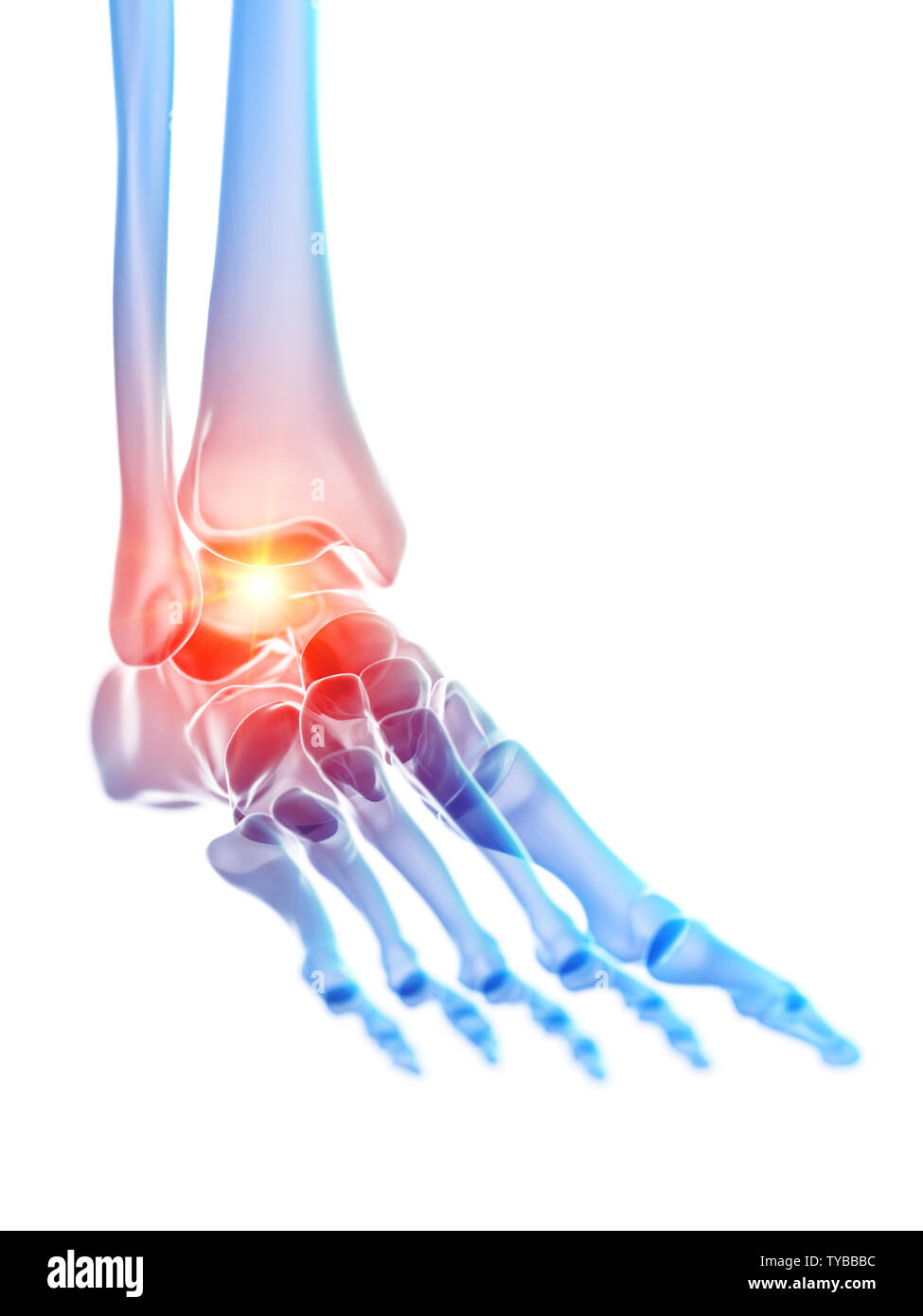 3d rendered medically accurate illustration of the ankle joint showing ...