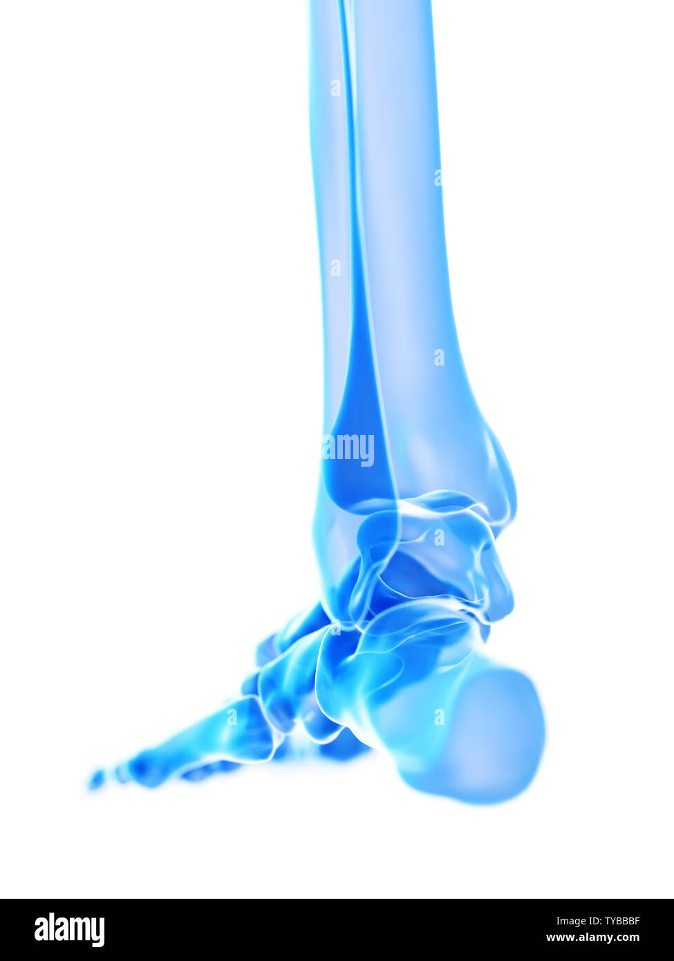 3d rendered medically accurate illustration of the ankle joint Stock ...