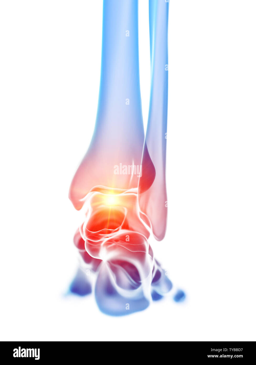 3d rendered medically accurate illustration of the ankle joint showing ...