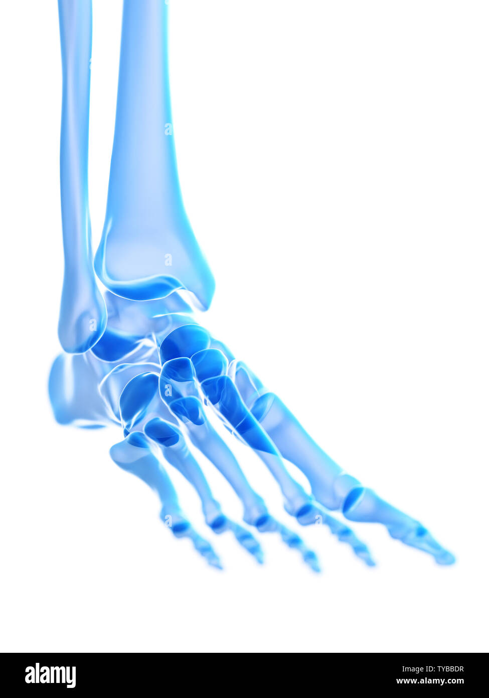 3d rendered medically accurate illustration of the ankle joint Stock ...