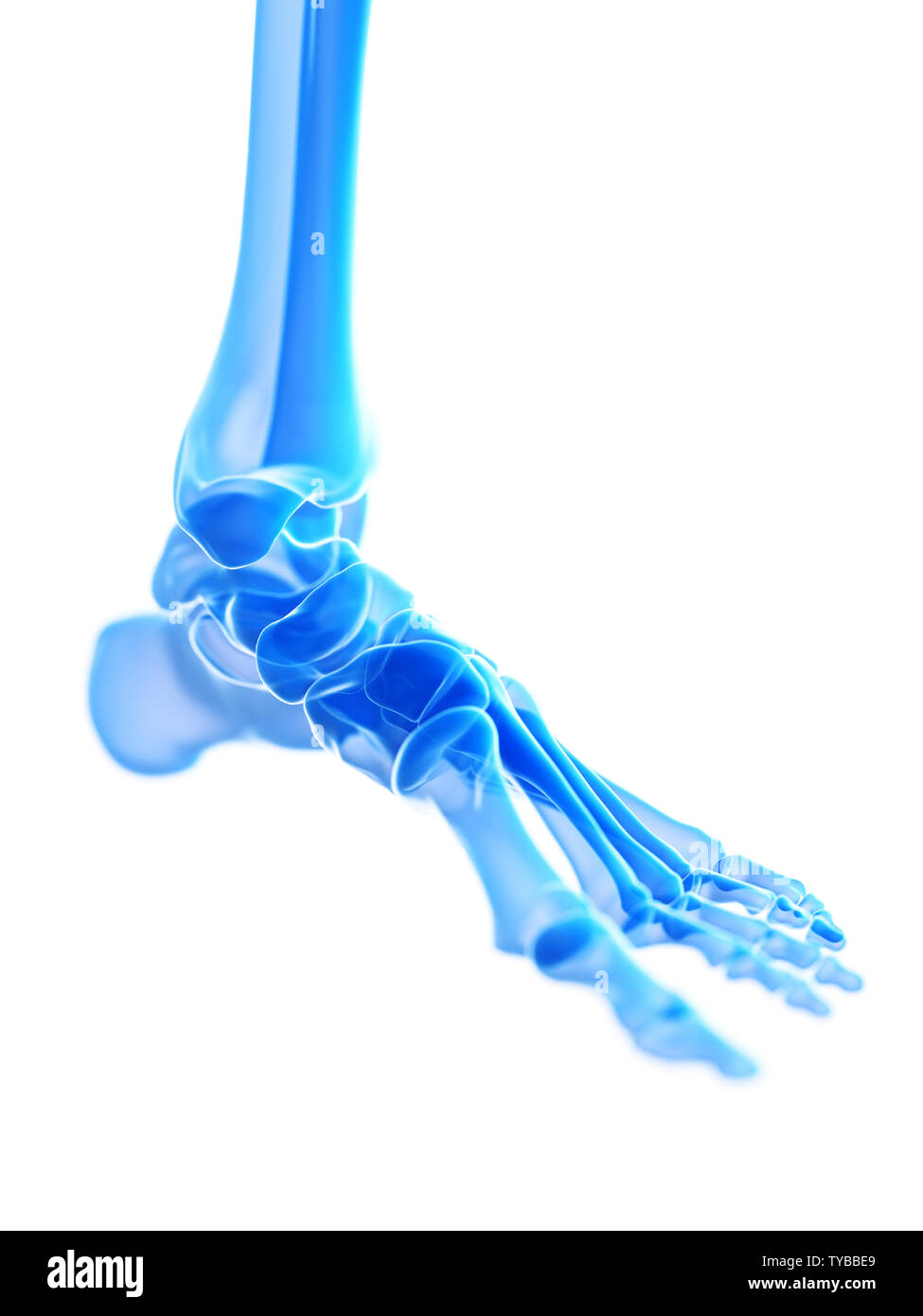 3d rendered medically accurate illustration of the ankle joint Stock ...