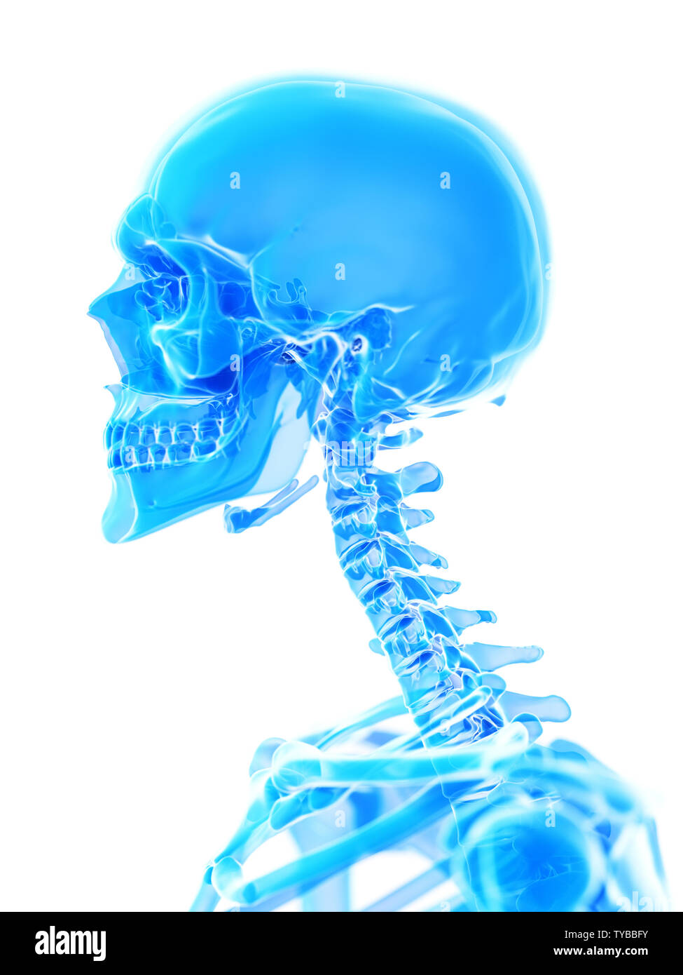 3d rendered medically accurate illustration of the cervical spine Stock ...