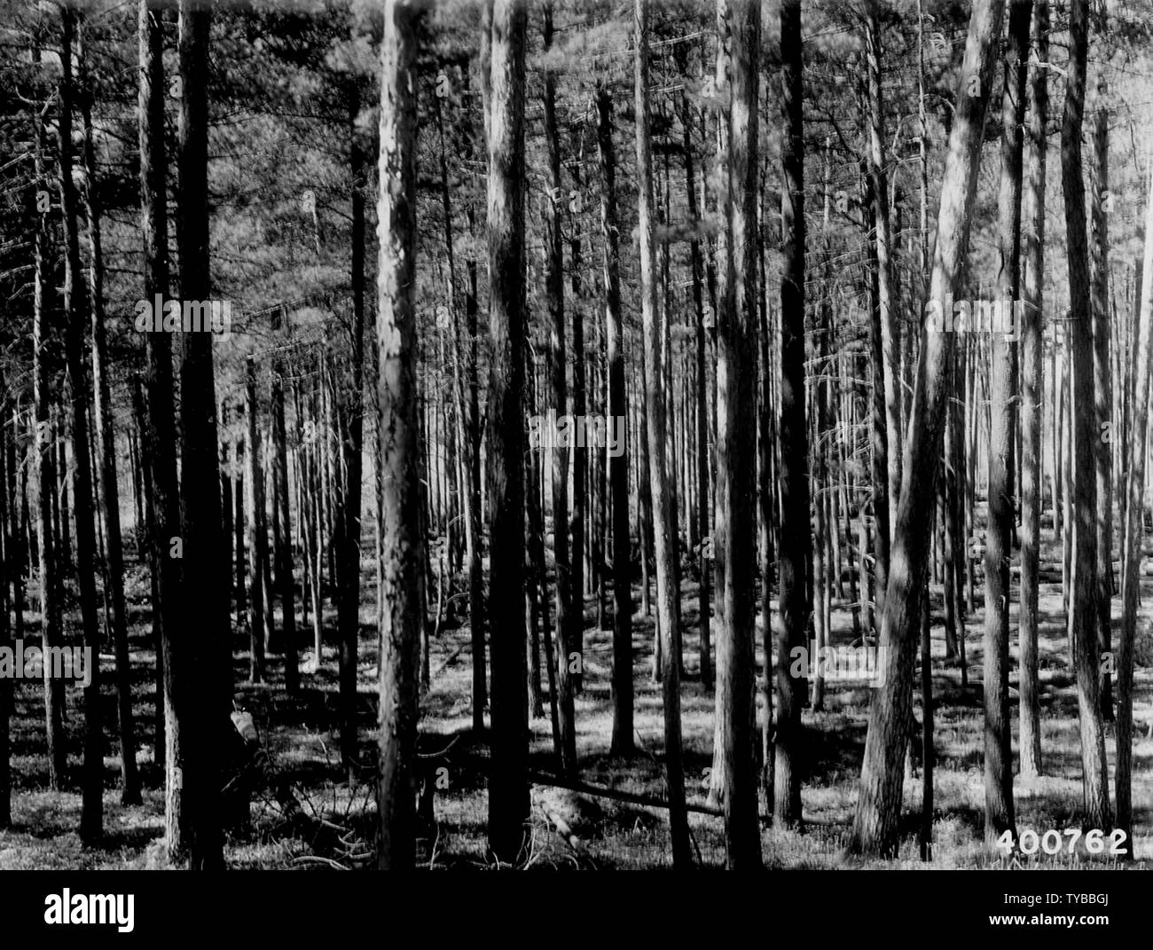 Photograph of 140 Year Old Stand of Red Pine; Scope and content ...