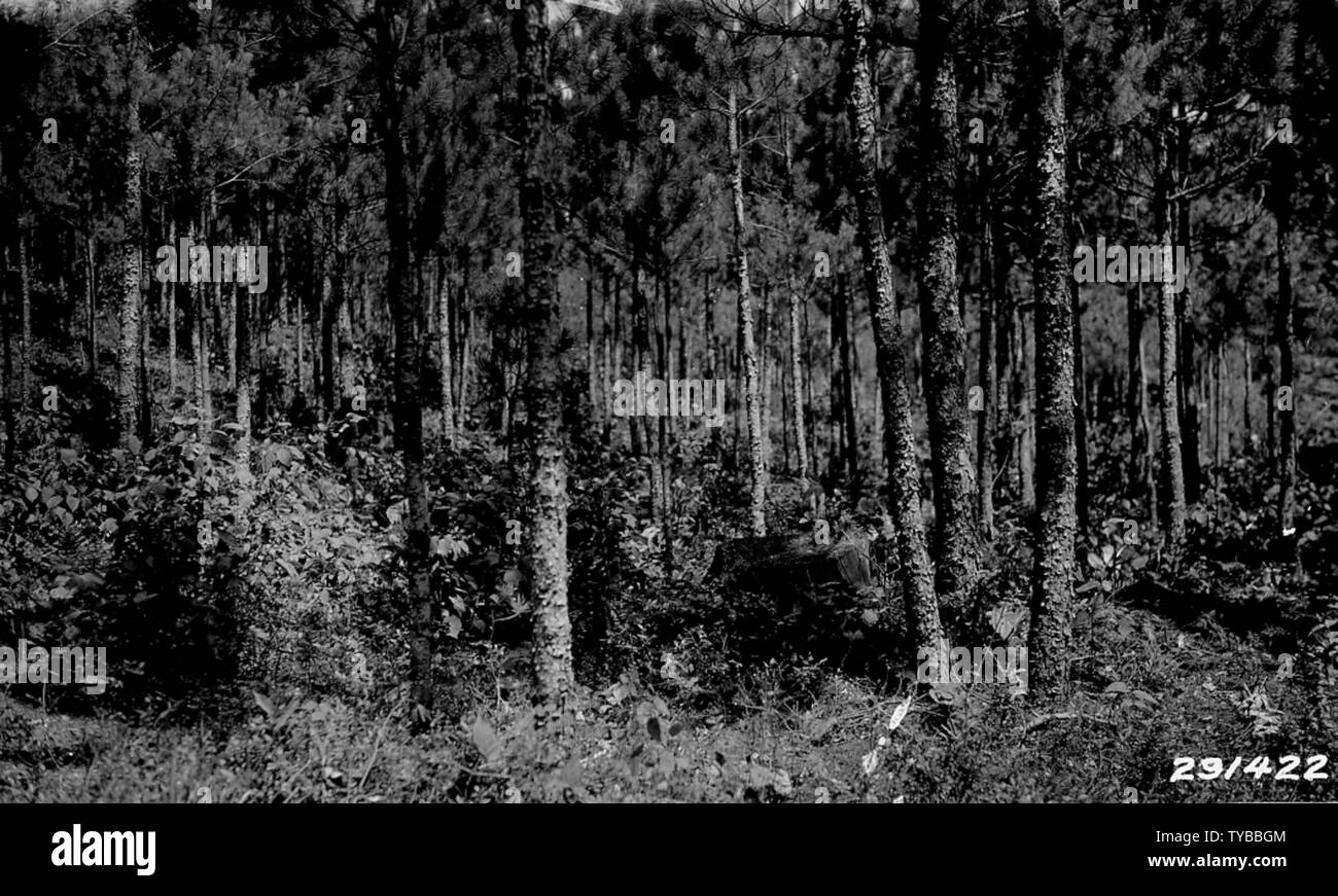 Photograph of 18 Year Old White and Norway Pine after Thinning Pine ...