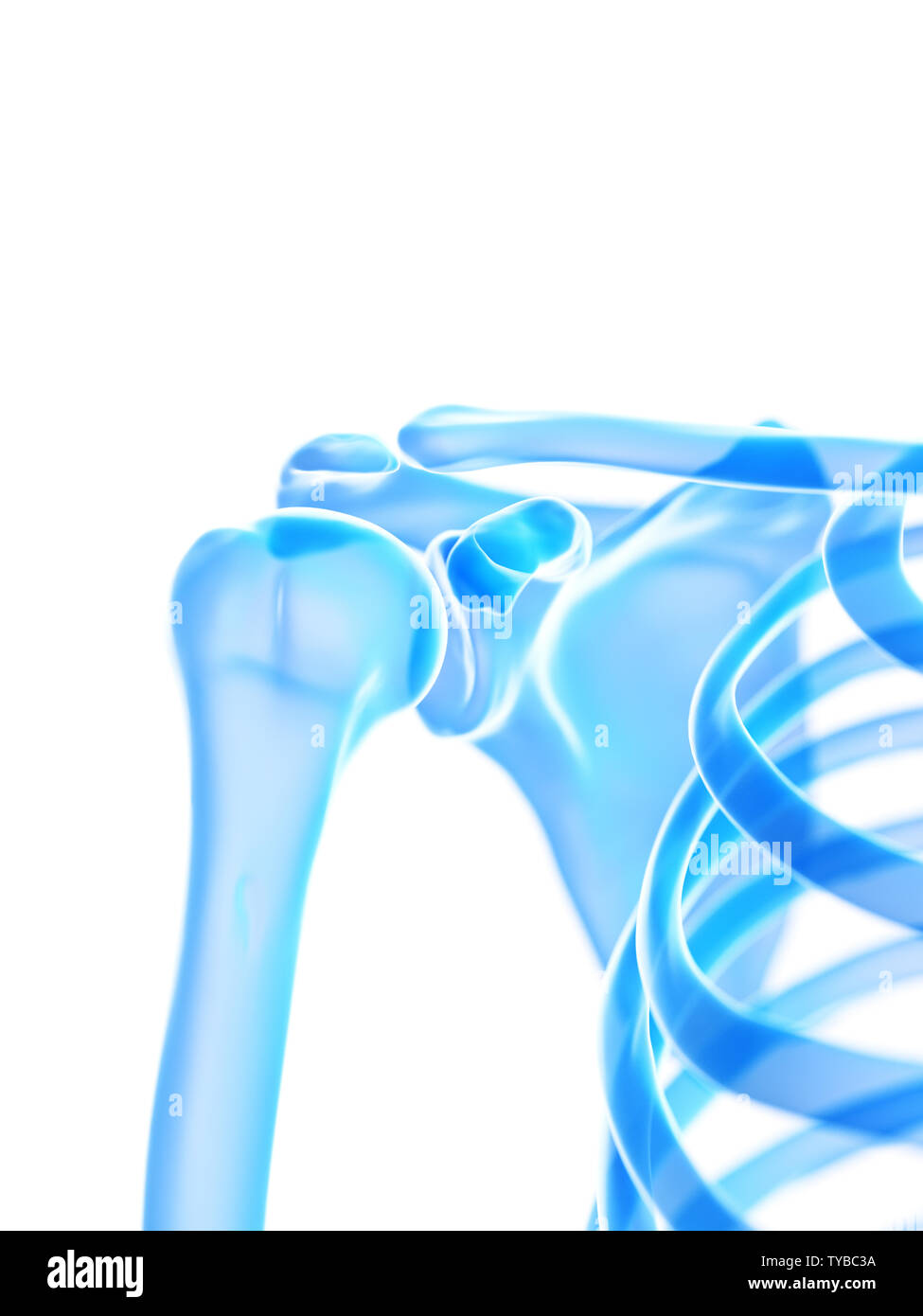 3d rendered medically accurate illustration of the shoulder joint Stock ...