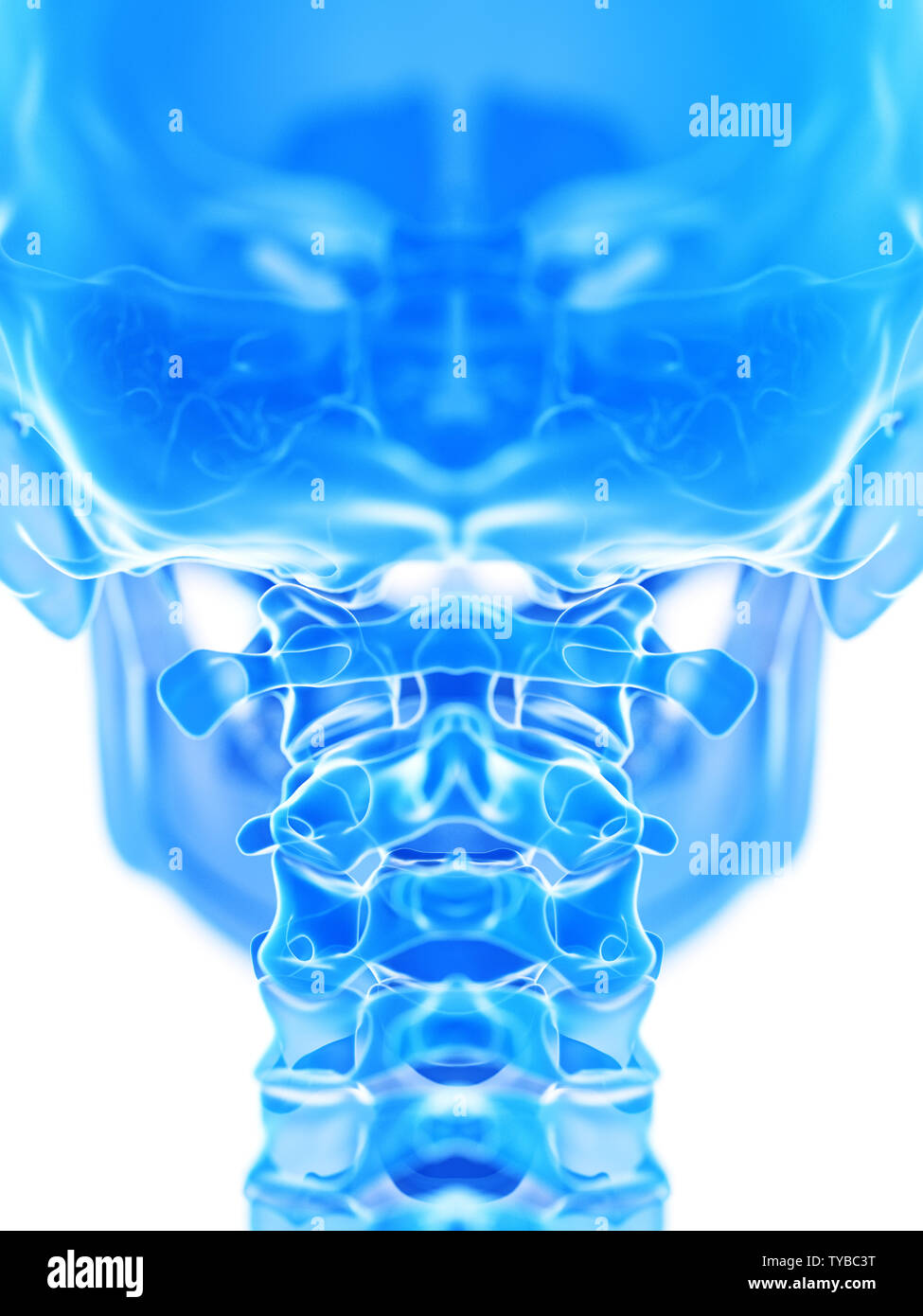 3d rendered medically accurate illustration of the atlas bone Stock ...