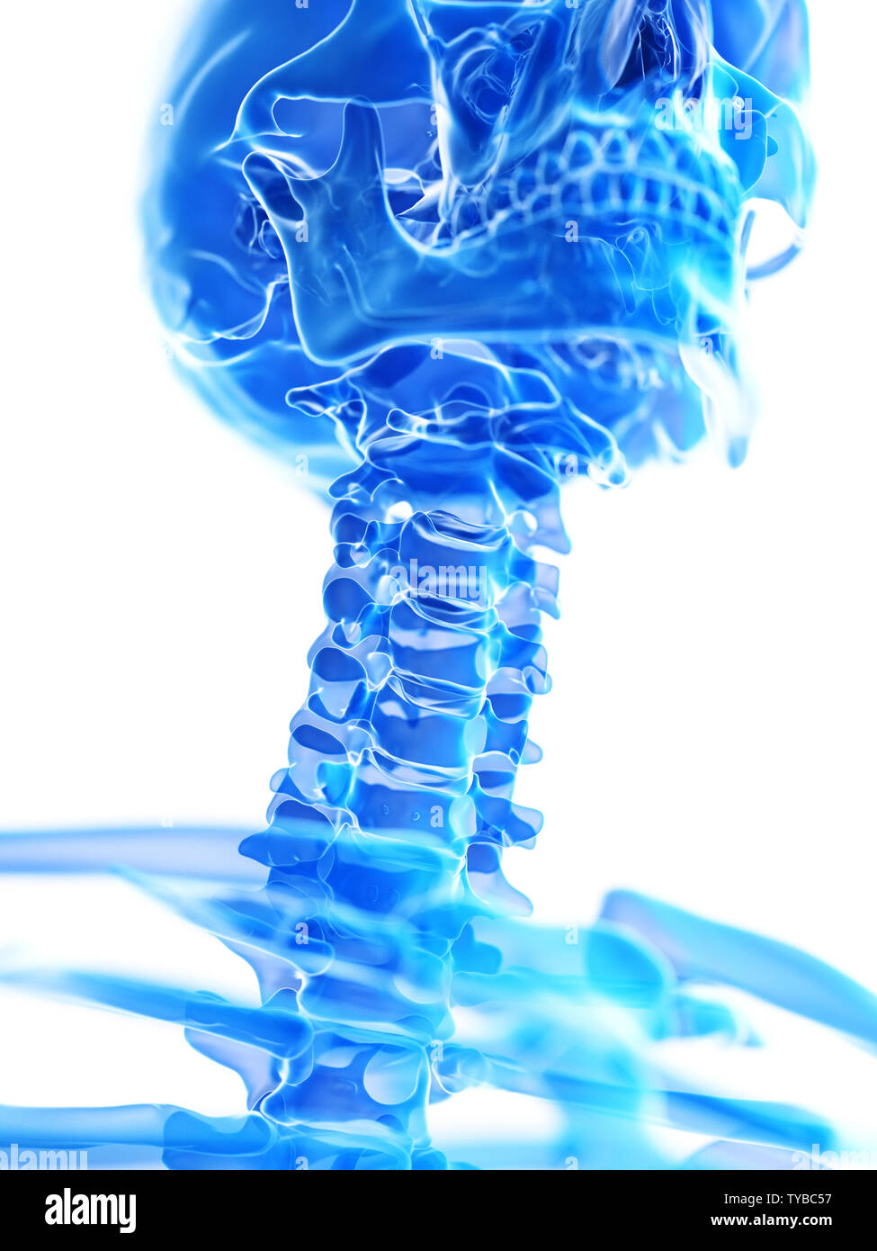 3d rendered medically accurate illustration of the cervical neck Stock ...