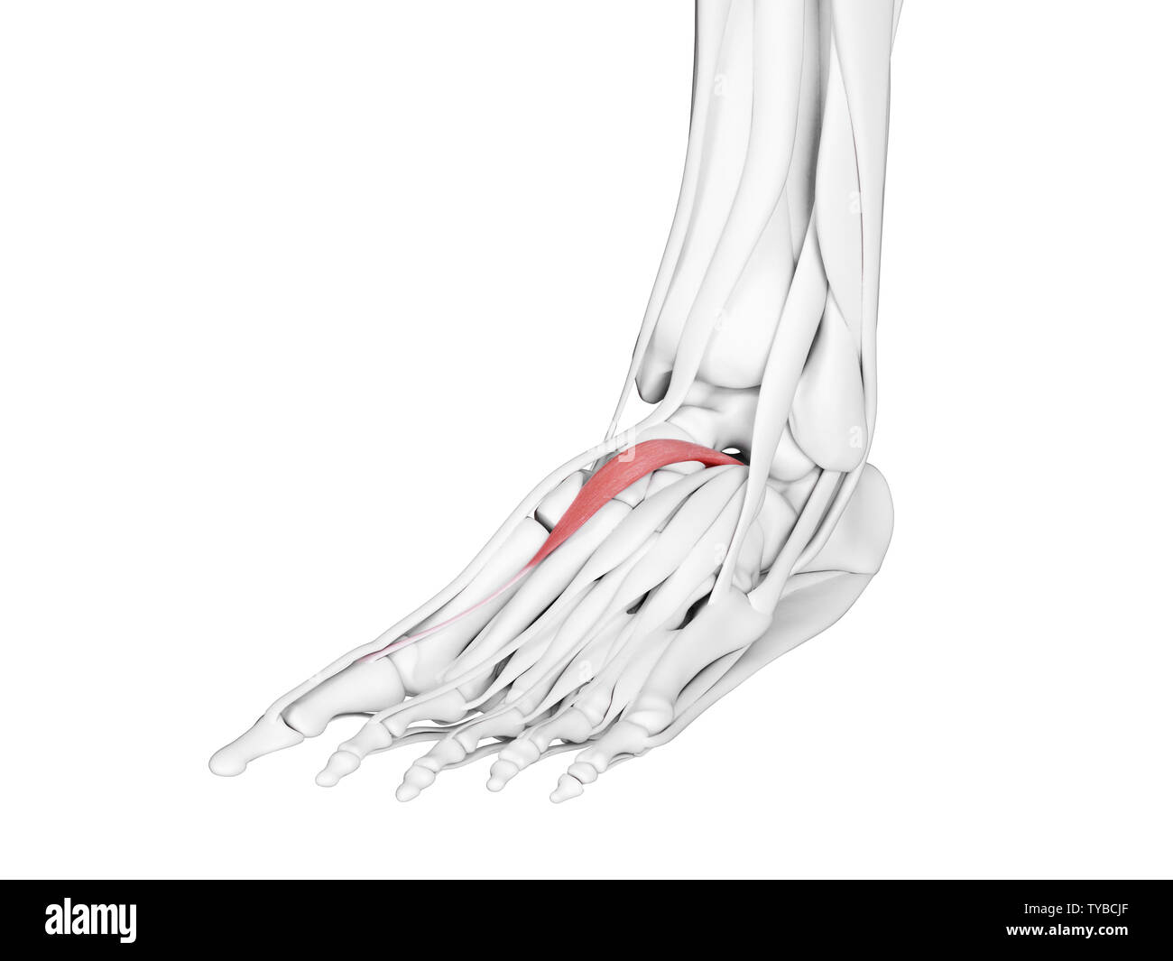 Extensor hallucis brevis tendon Cut Out Stock Images & Pictures - Alamy
